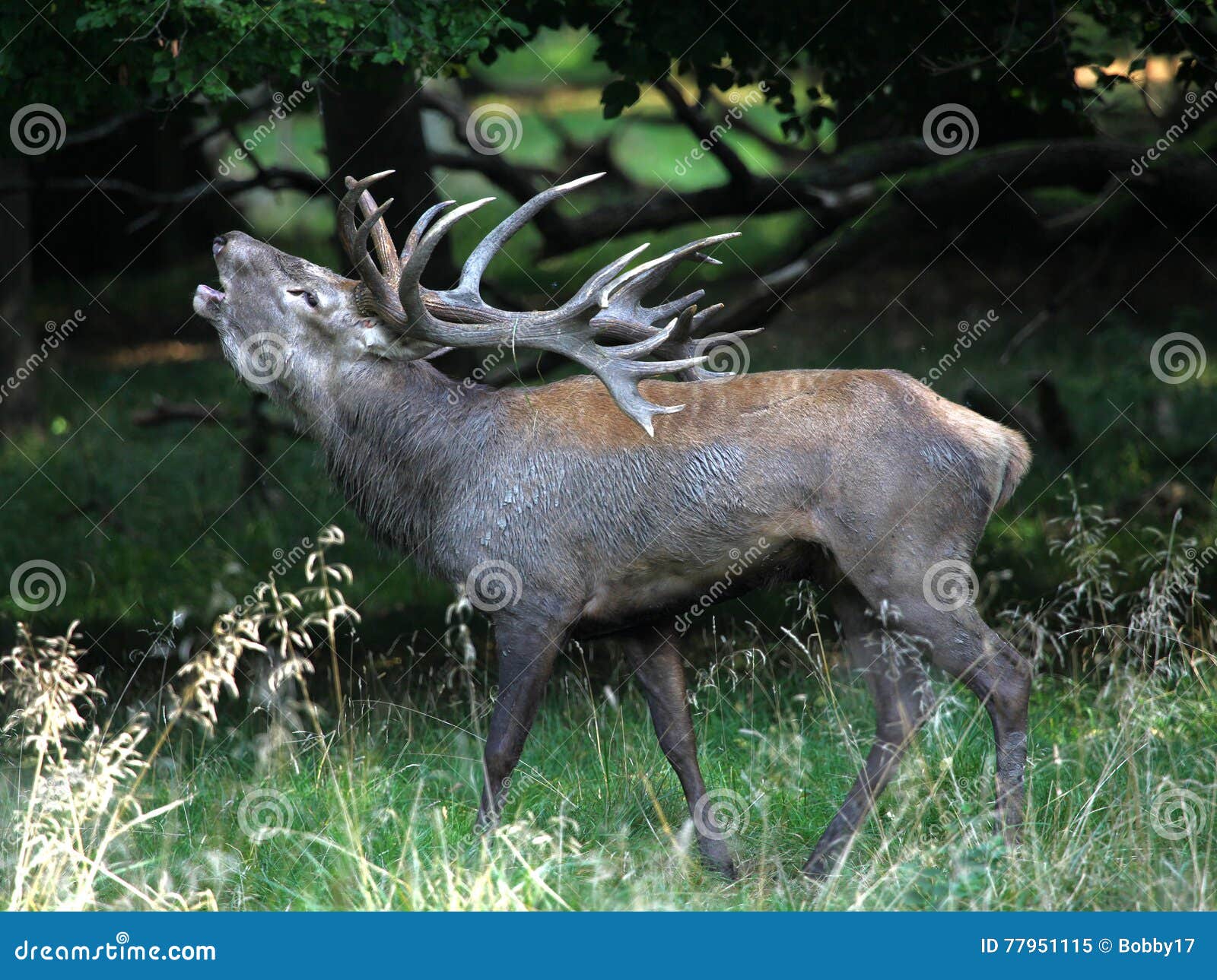 Red deer stag stock image. Image of forest, natural, colorful - 77951115