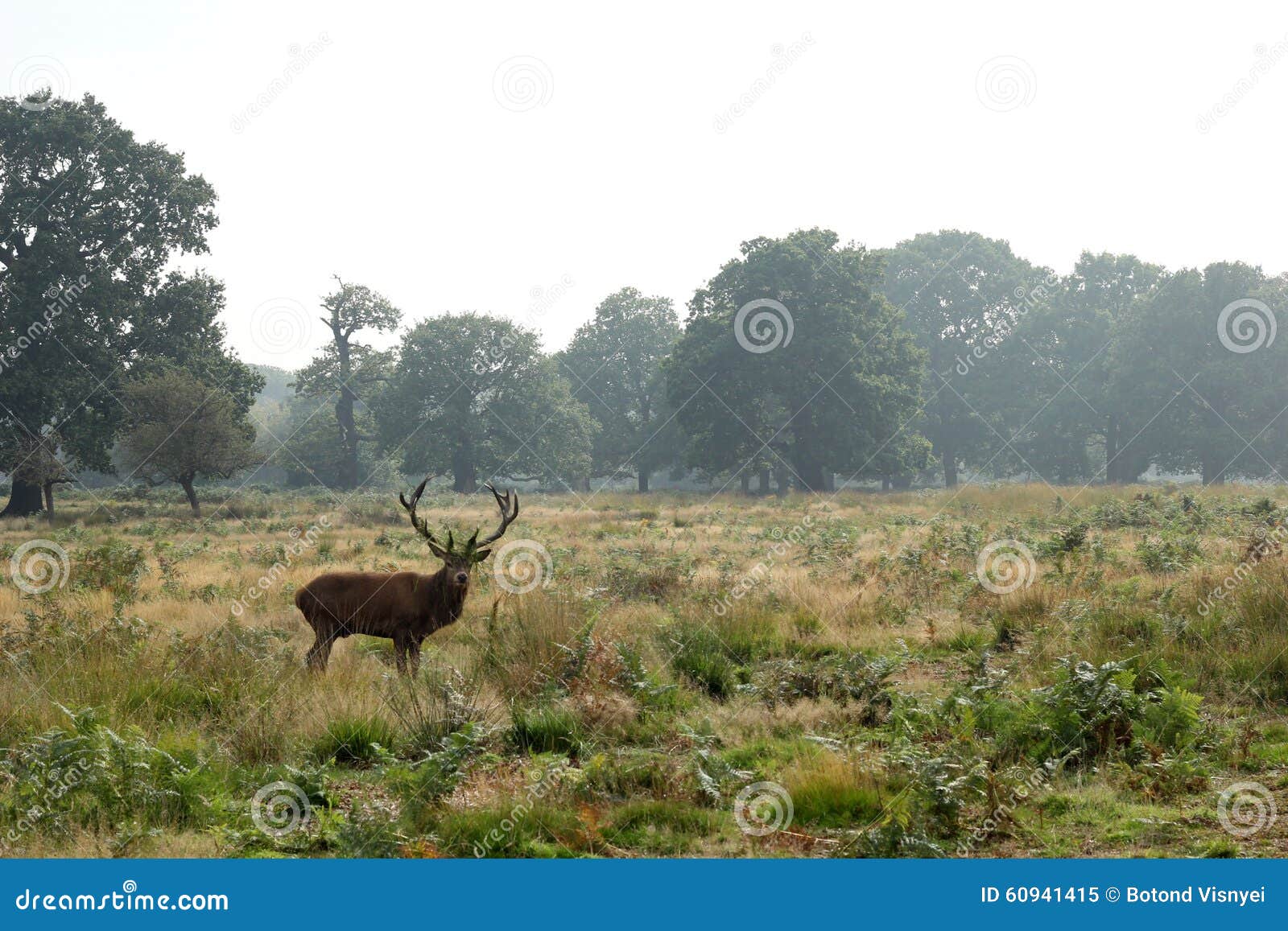 Red Deer Stag in Autumn Landscape Stock Image - Image of antlers ...