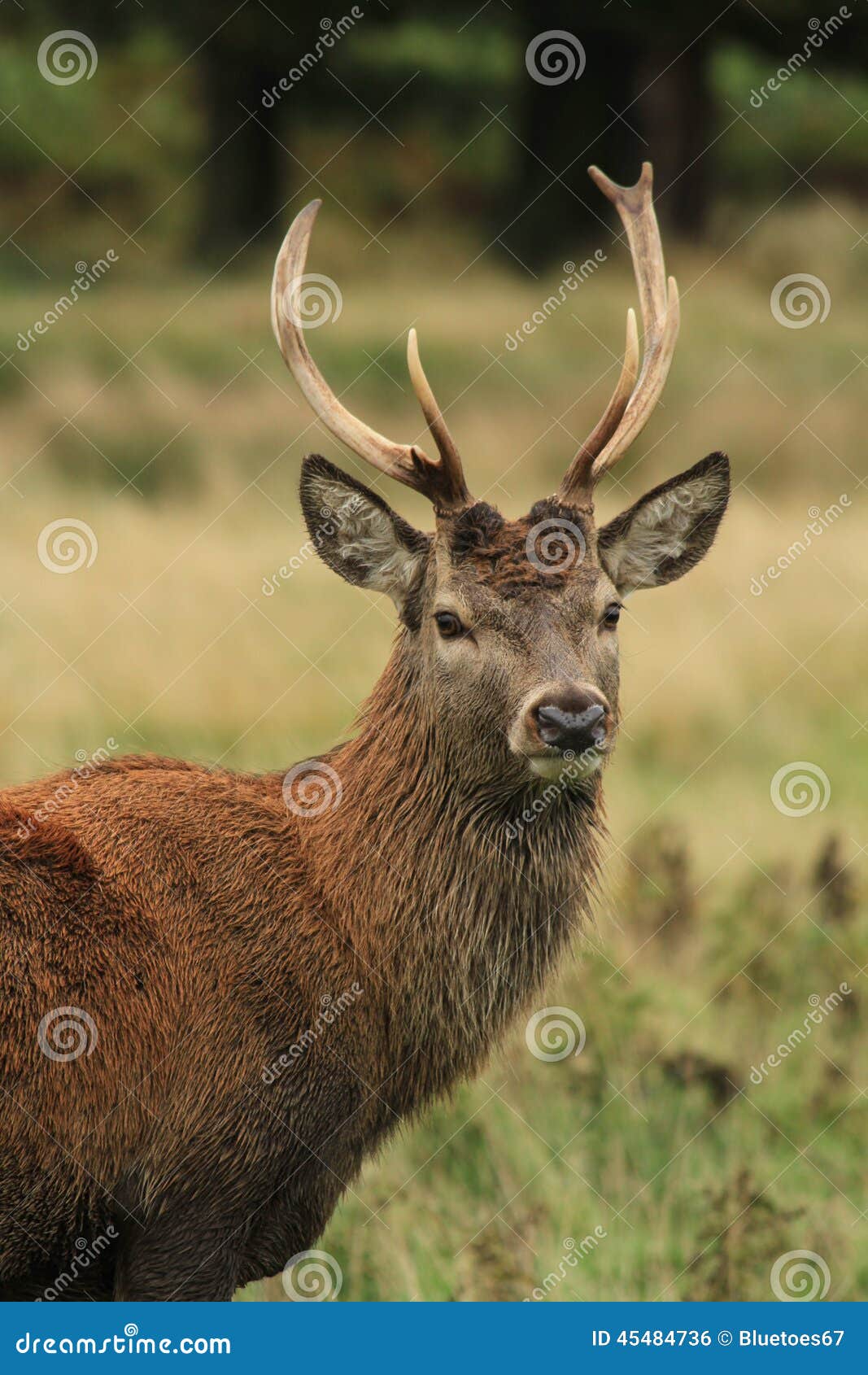 Red Deer Stag in Autumn Rain Stock Photo - Image of stag, body: 45484736