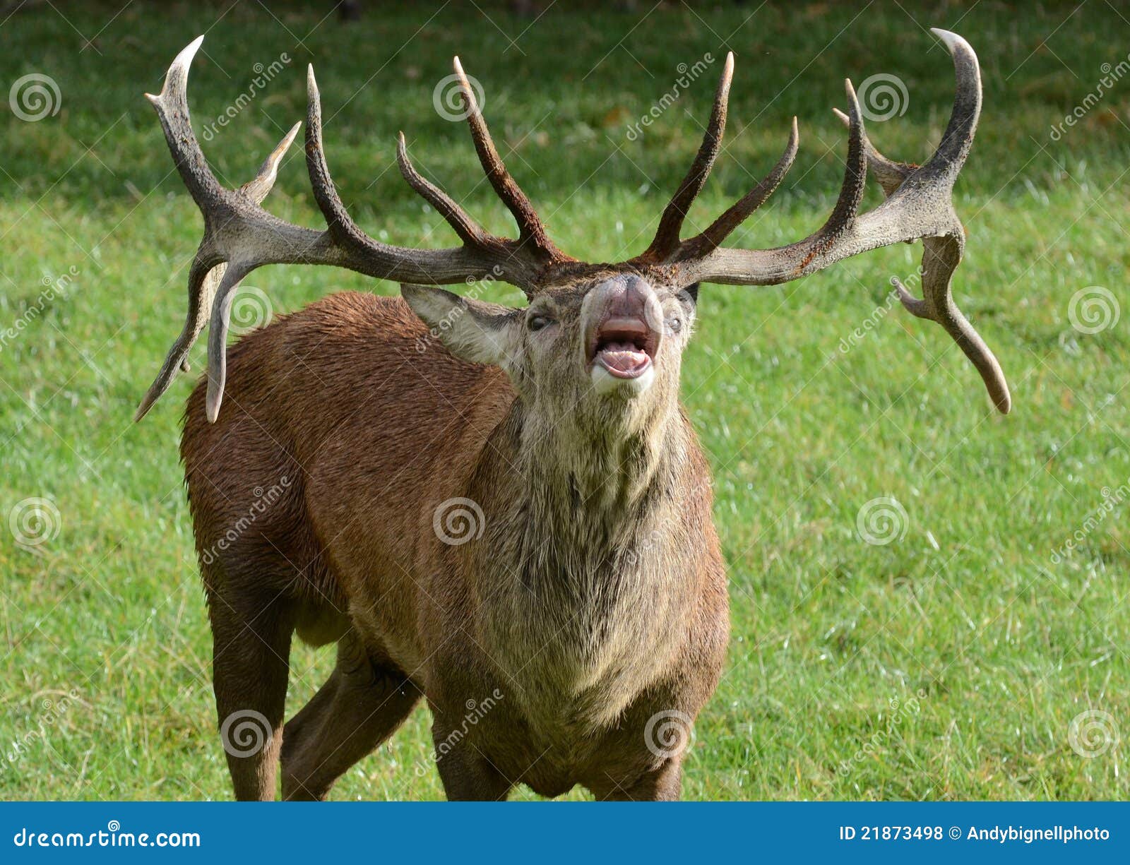 Red Deer Stag Bellowing stock photo. Image of antler - 21873498