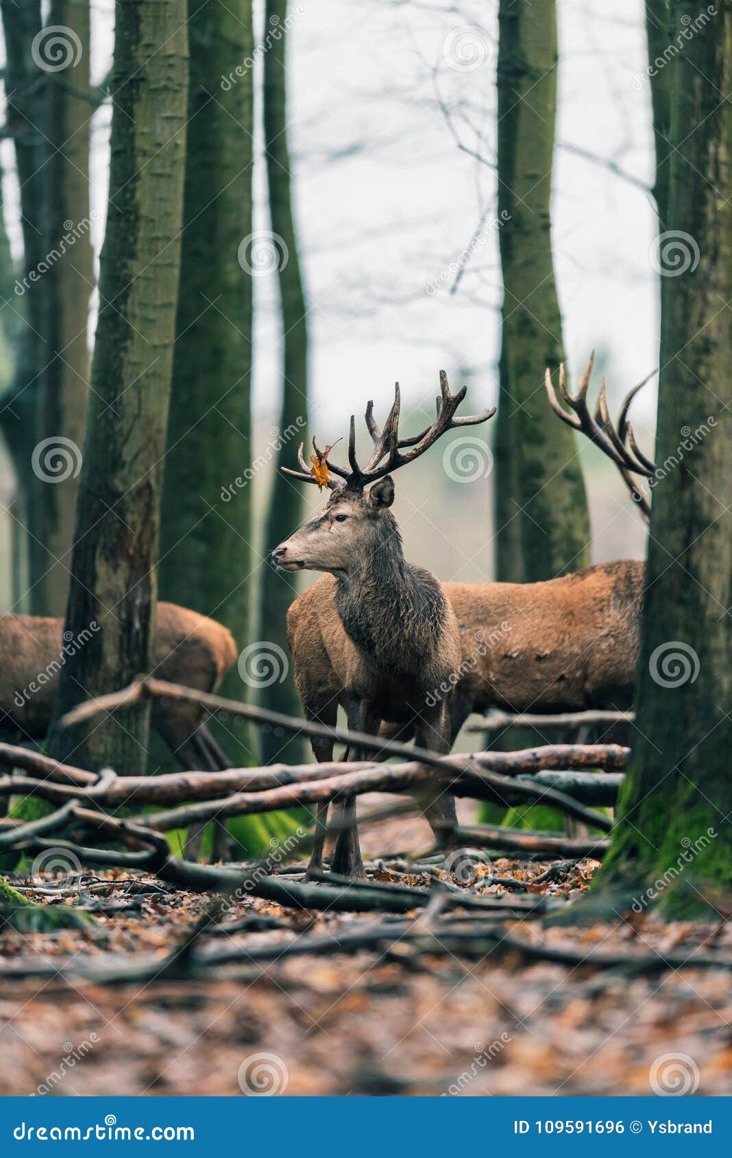 Red Deer Stag with Leaf on Antler between Trees of Winter Forest. Stock ...