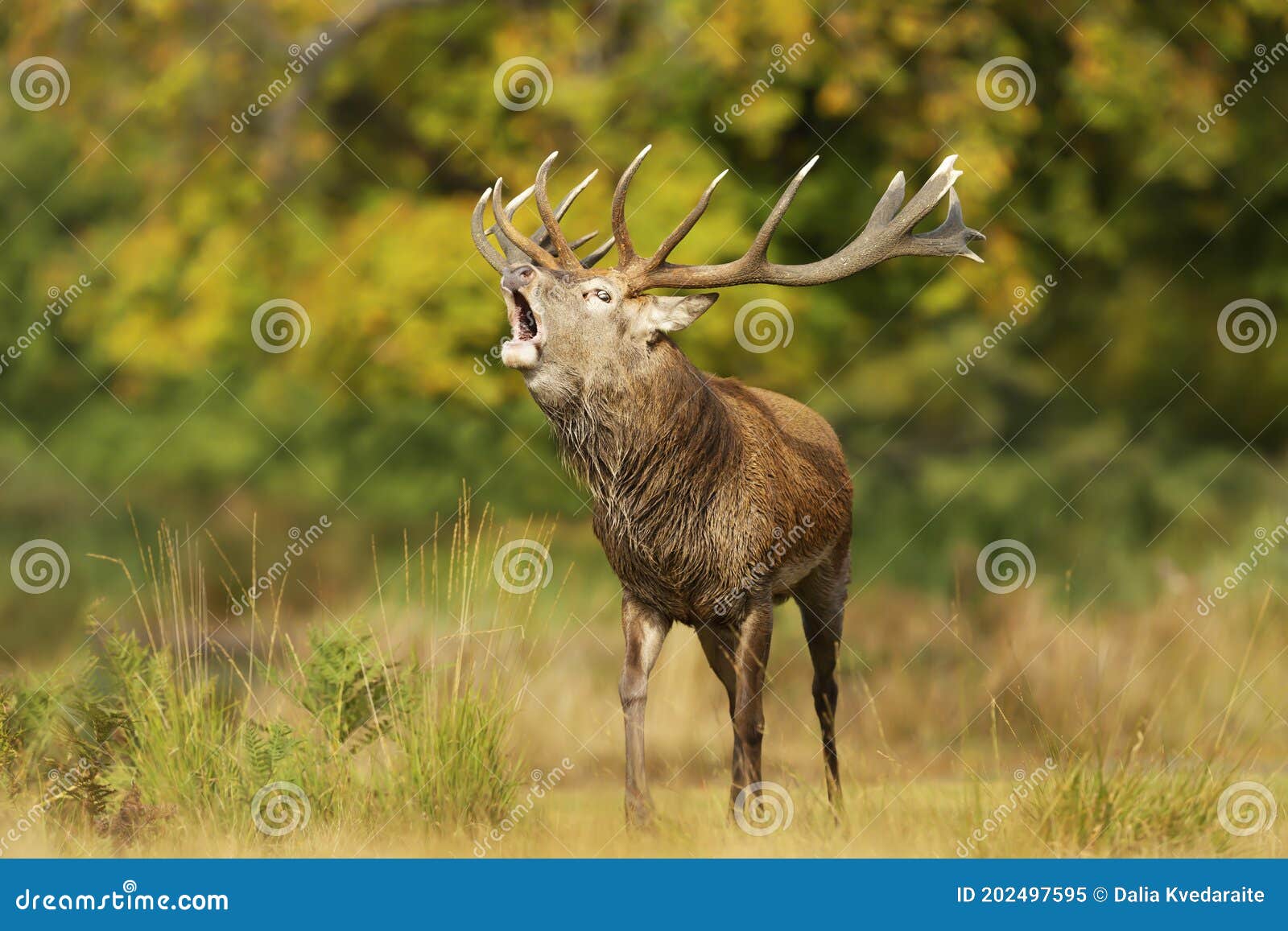 Red Deer Stag Calling during Rutting Season in Autumn Stock Image ...