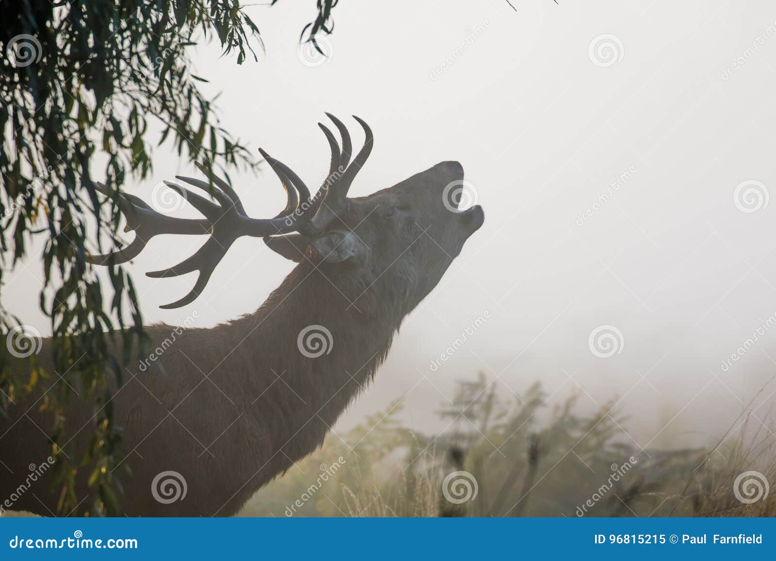 Red Deer Stag Cervus Elaphus Bellowing or Roaring Stock Image - Image ...
