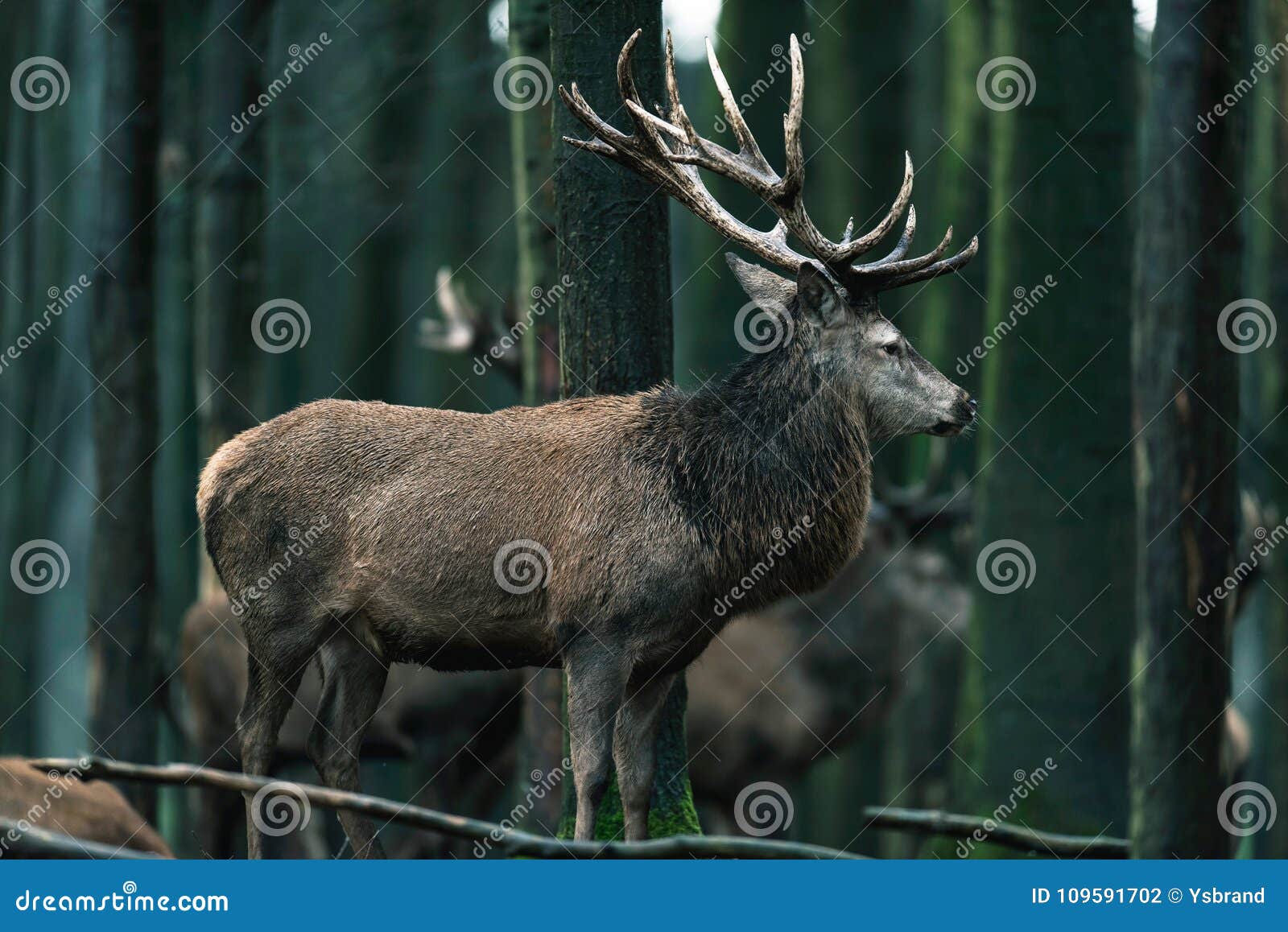 Red Deer Stag Cervus Elaphus in Deciduous Winter Forest. Side Stock ...