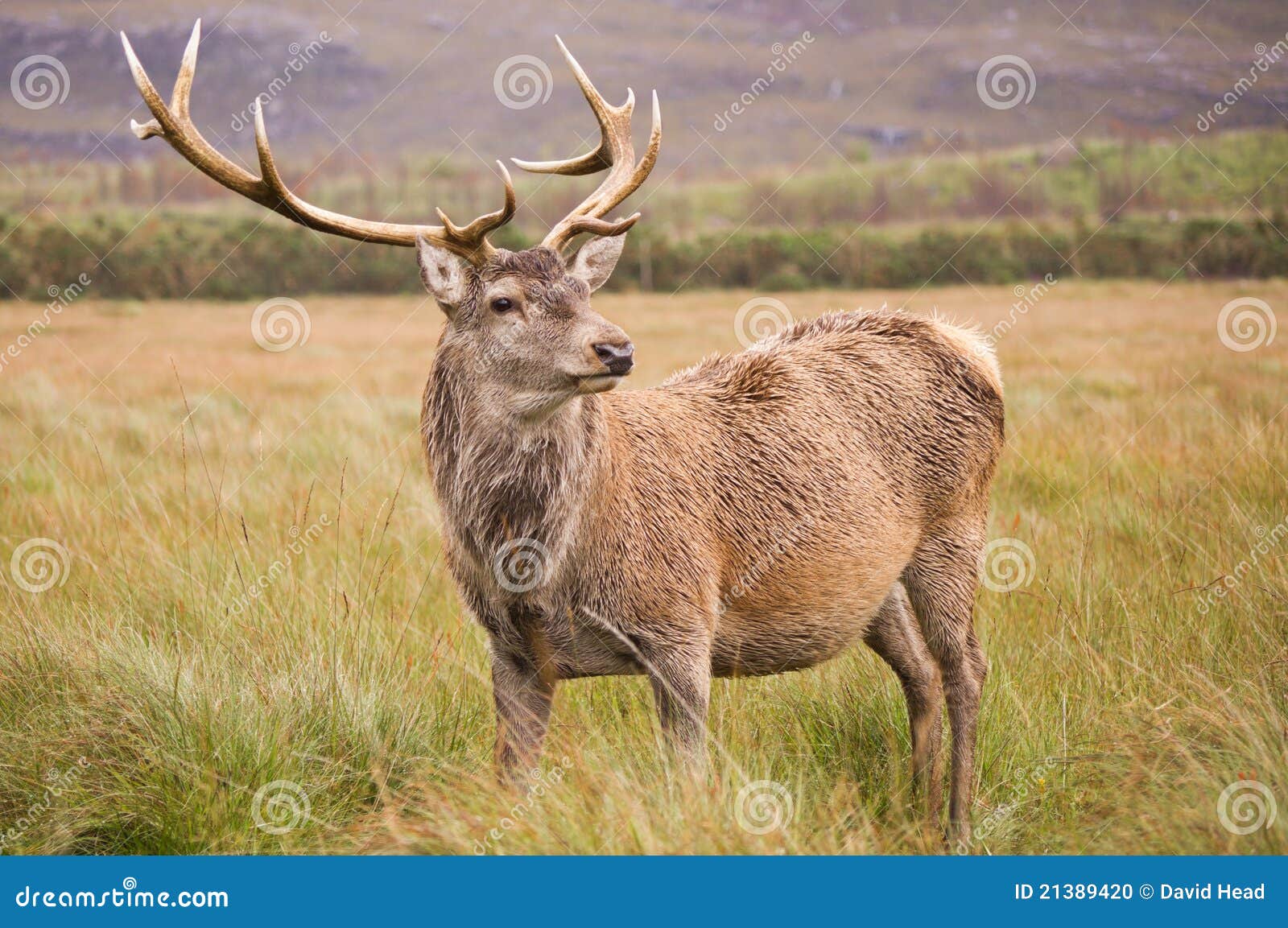 Red Deer Stag (cervus Elaphus) in Field Stock Photo - Image of ...
