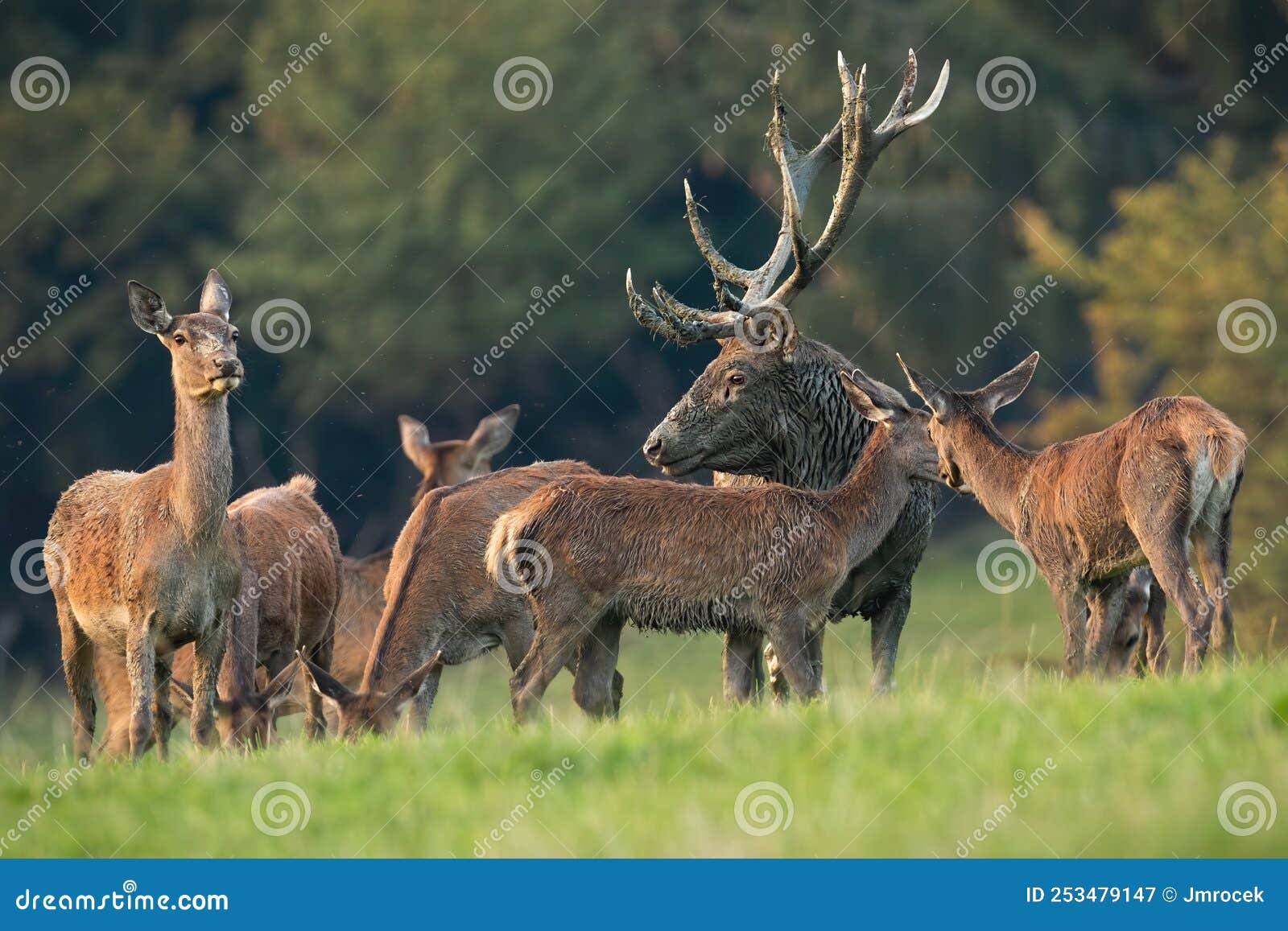 Red Deer Stag Covered in Mud Standing Surrounded by the Rest of the ...