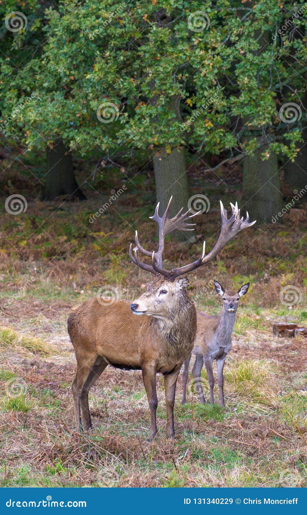 Red Deer Stag and Doe stock image. Image of pairs, mammals - 131340229