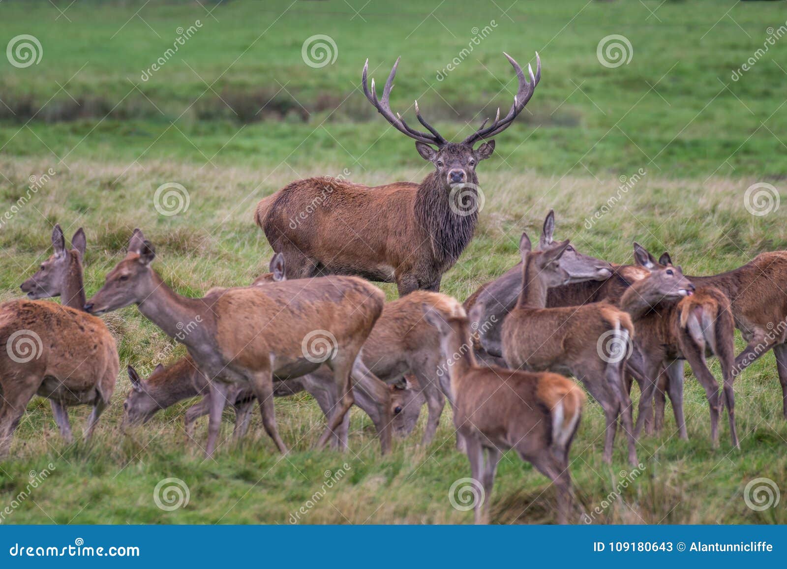 Red deer stag and does stock image. Image of wildlife - 109180643