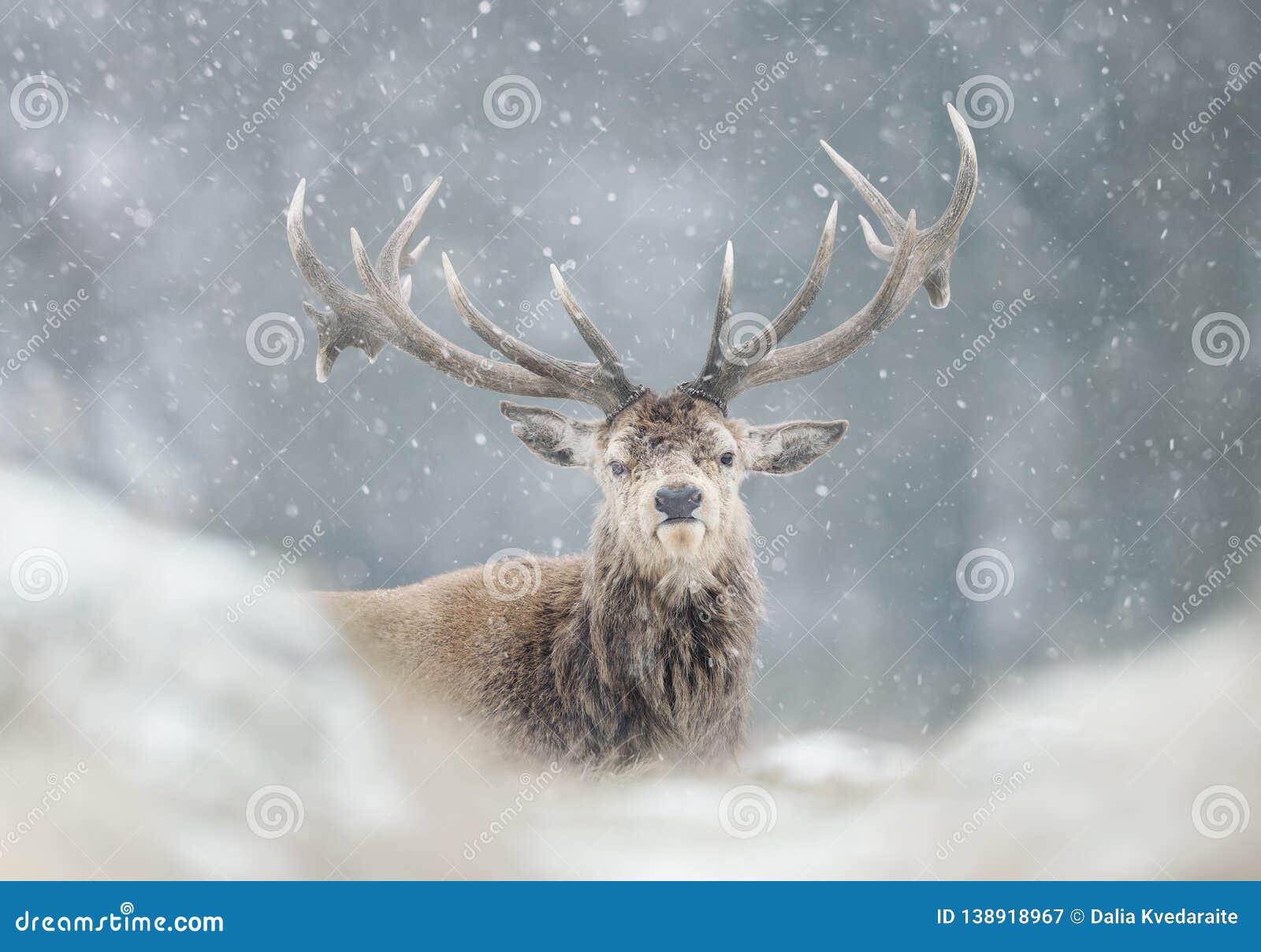 Red Deer Stag in the Falling Snow Stock Image - Image of closeup, card ...