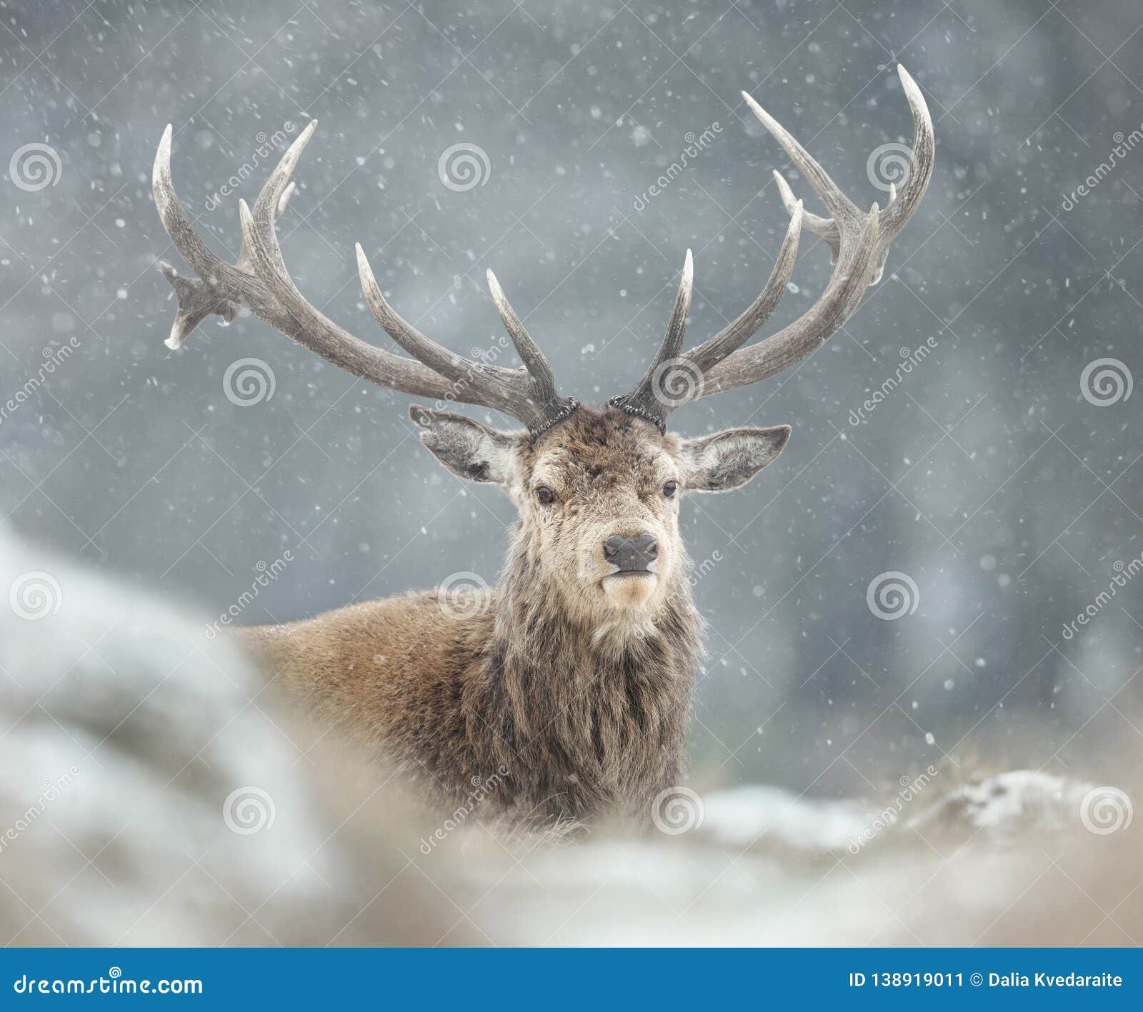 Red Deer Stag in the Falling Snow Stock Image - Image of chill, rural ...
