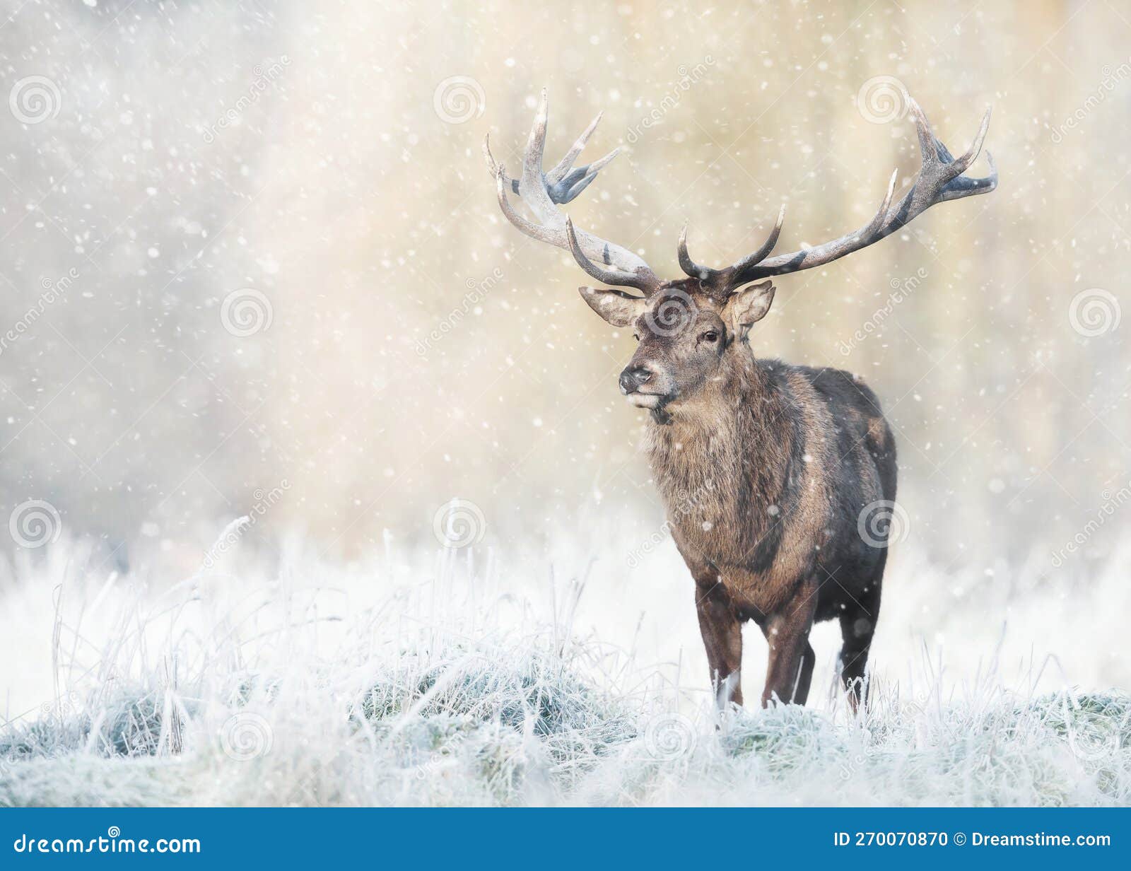 Red Deer Stag in the Falling Snow in Winter Stock Photo - Image of cold ...