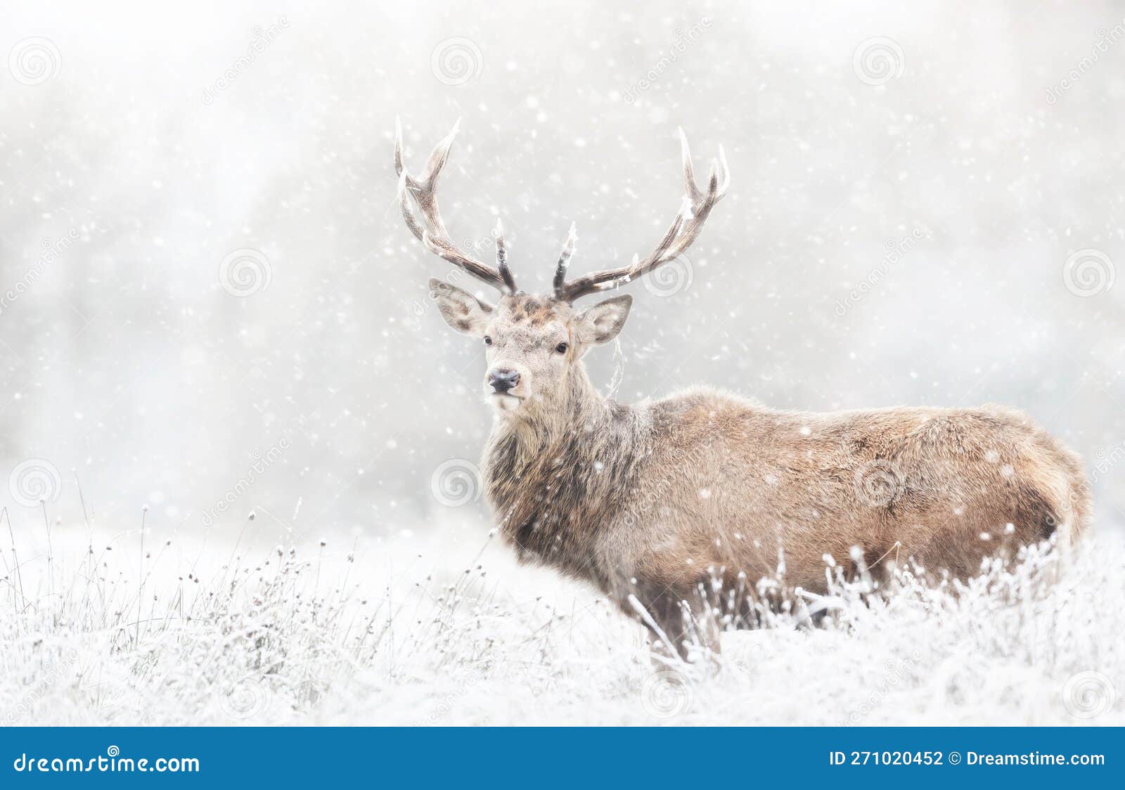 Red Deer Stag in the Falling Snow in Winter Stock Photo - Image of ...