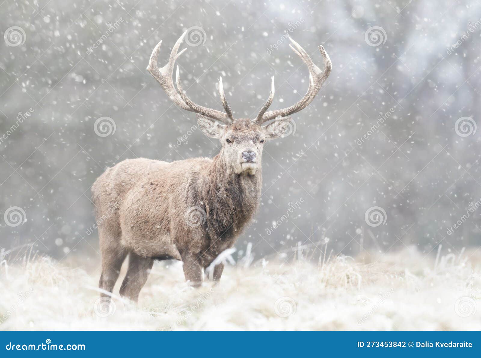 Red Deer Stag in the Falling Snow in Winter Stock Photo - Image of ...