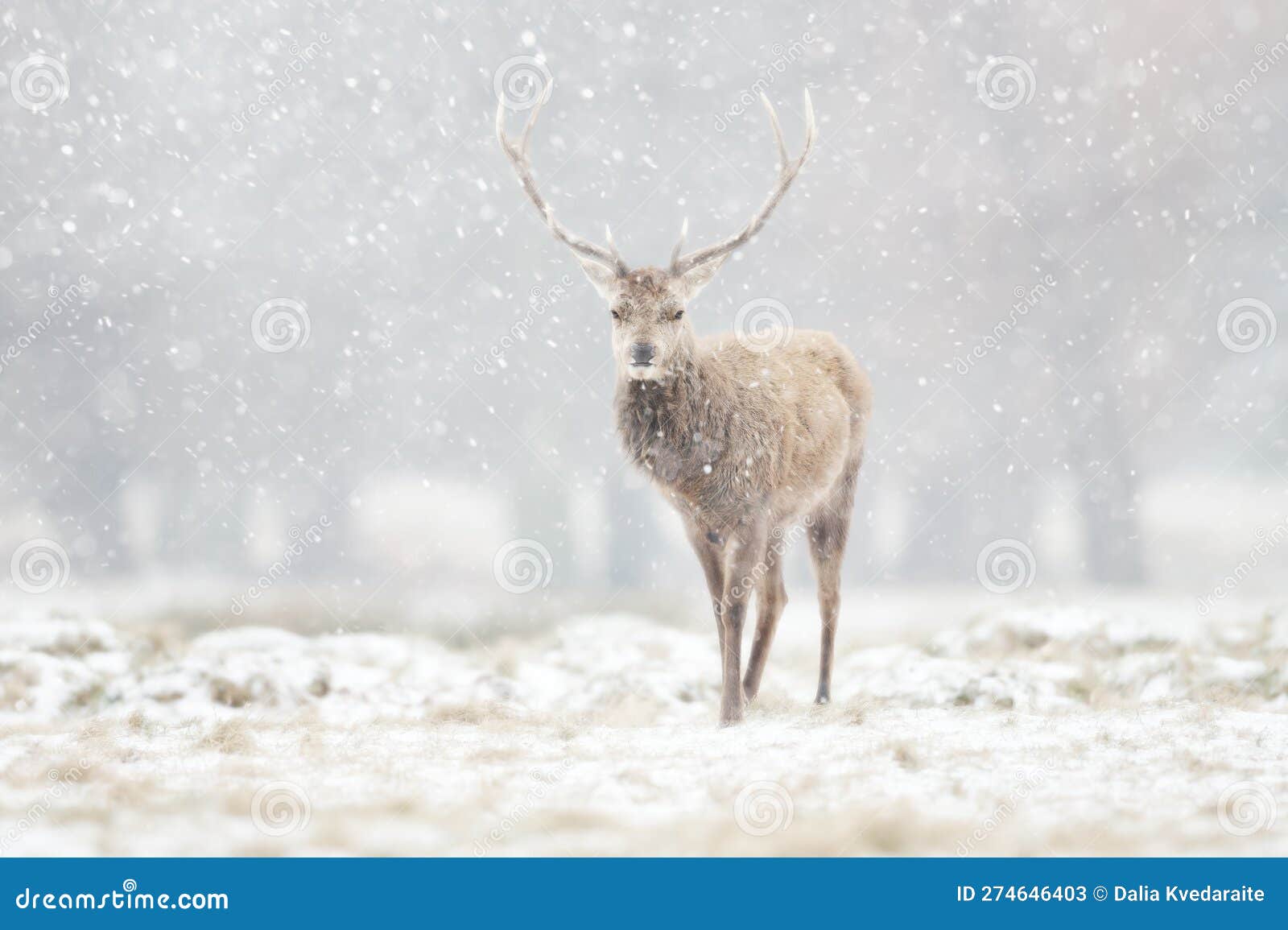 Red Deer Stag in the Falling Snow in Winter Stock Image - Image of ...