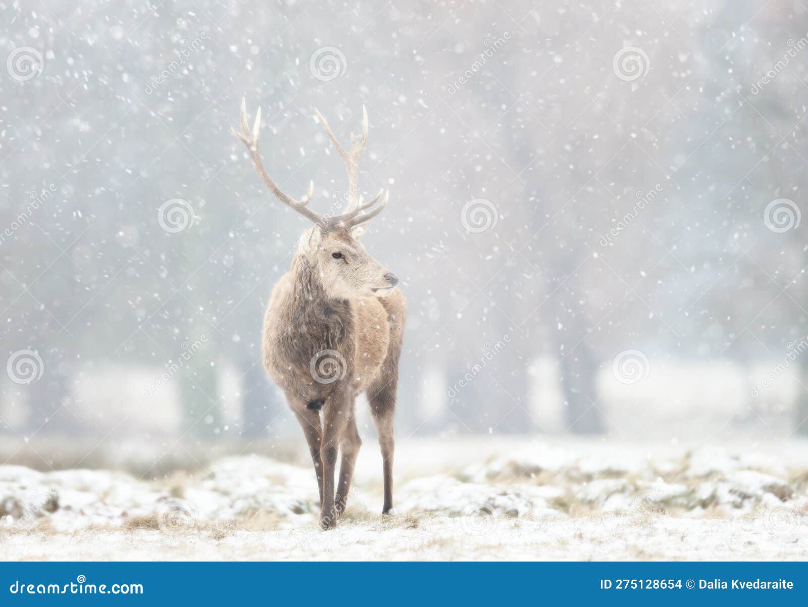 Red Deer Stag in the Falling Snow in Winter Stock Photo - Image of ...