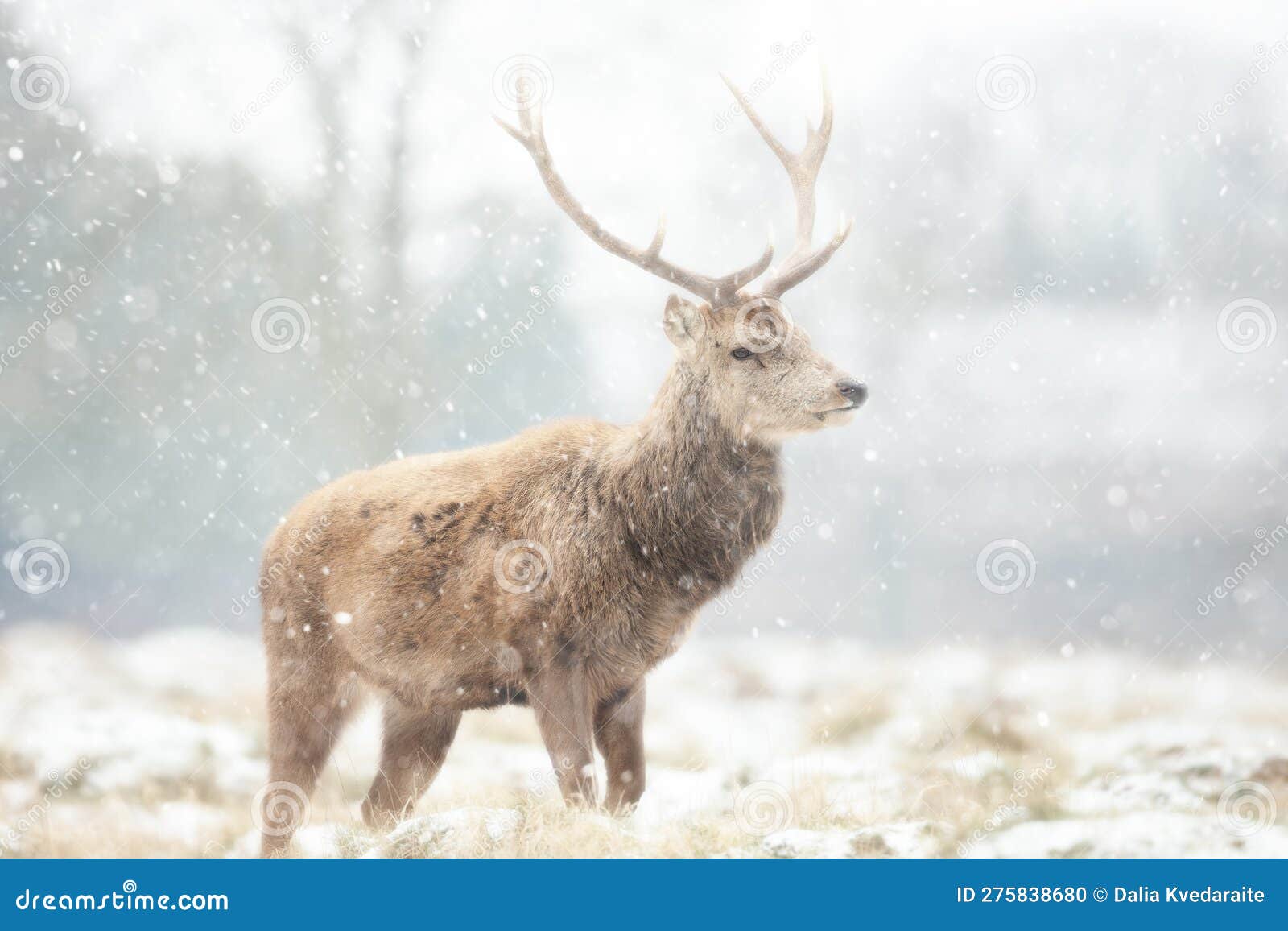 Red Deer Stag in the Falling Snow in Winter Stock Photo - Image of deer ...