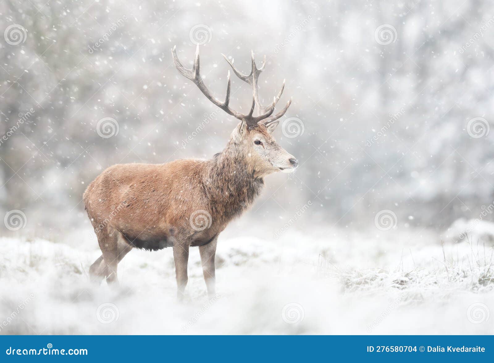 Red Deer Stag in the Falling Snow in Winter Stock Photo - Image of ...