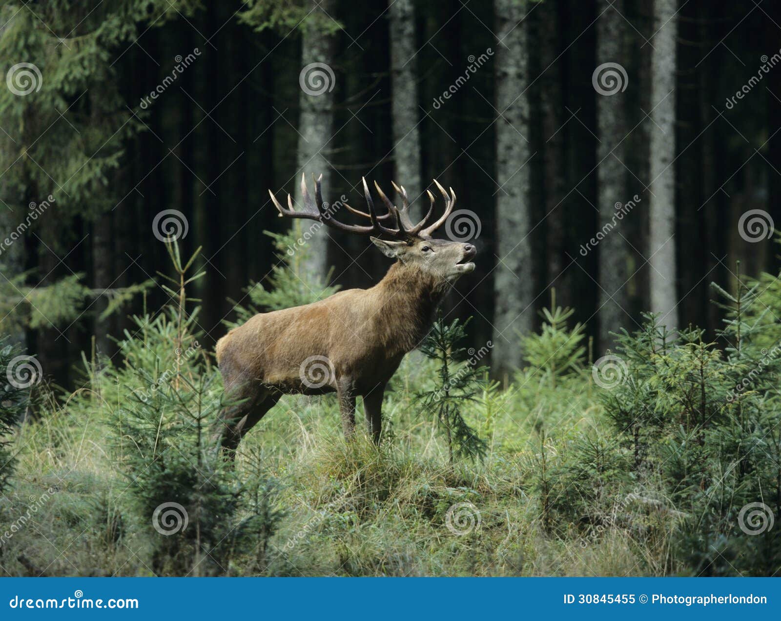Red deer stag in forest stock image. Image of clearing - 30845455