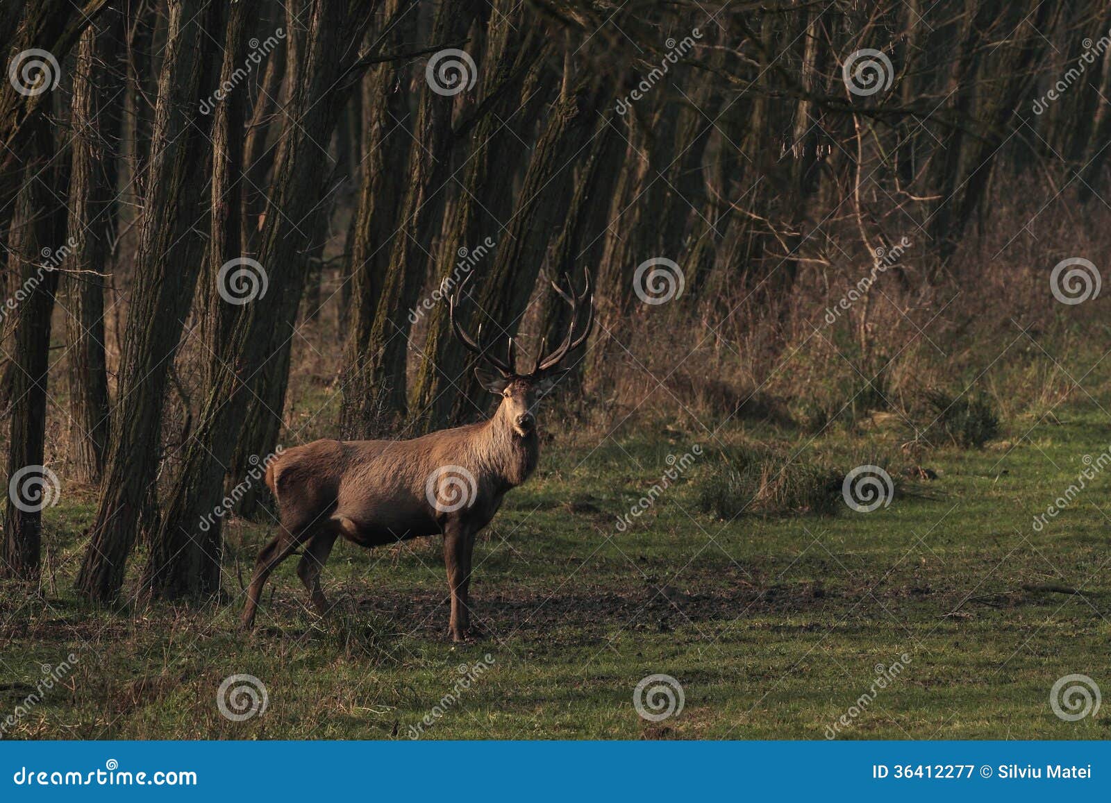Red deer stag in forest stock image. Image of behavior - 36412277