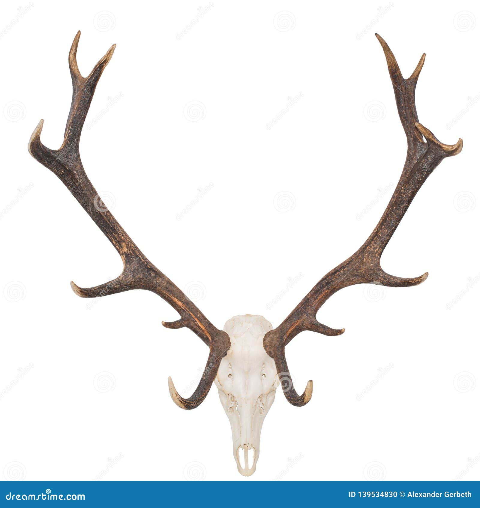 Red Deer Stag Free Deer Skull Stock Photo - Image of bones, buck: 139534830