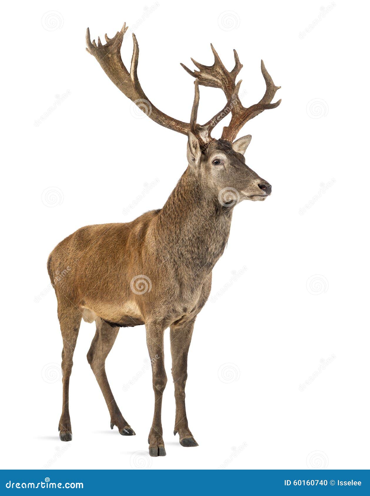 Red deer stag stock photo. Image of animal, standing - 60160740