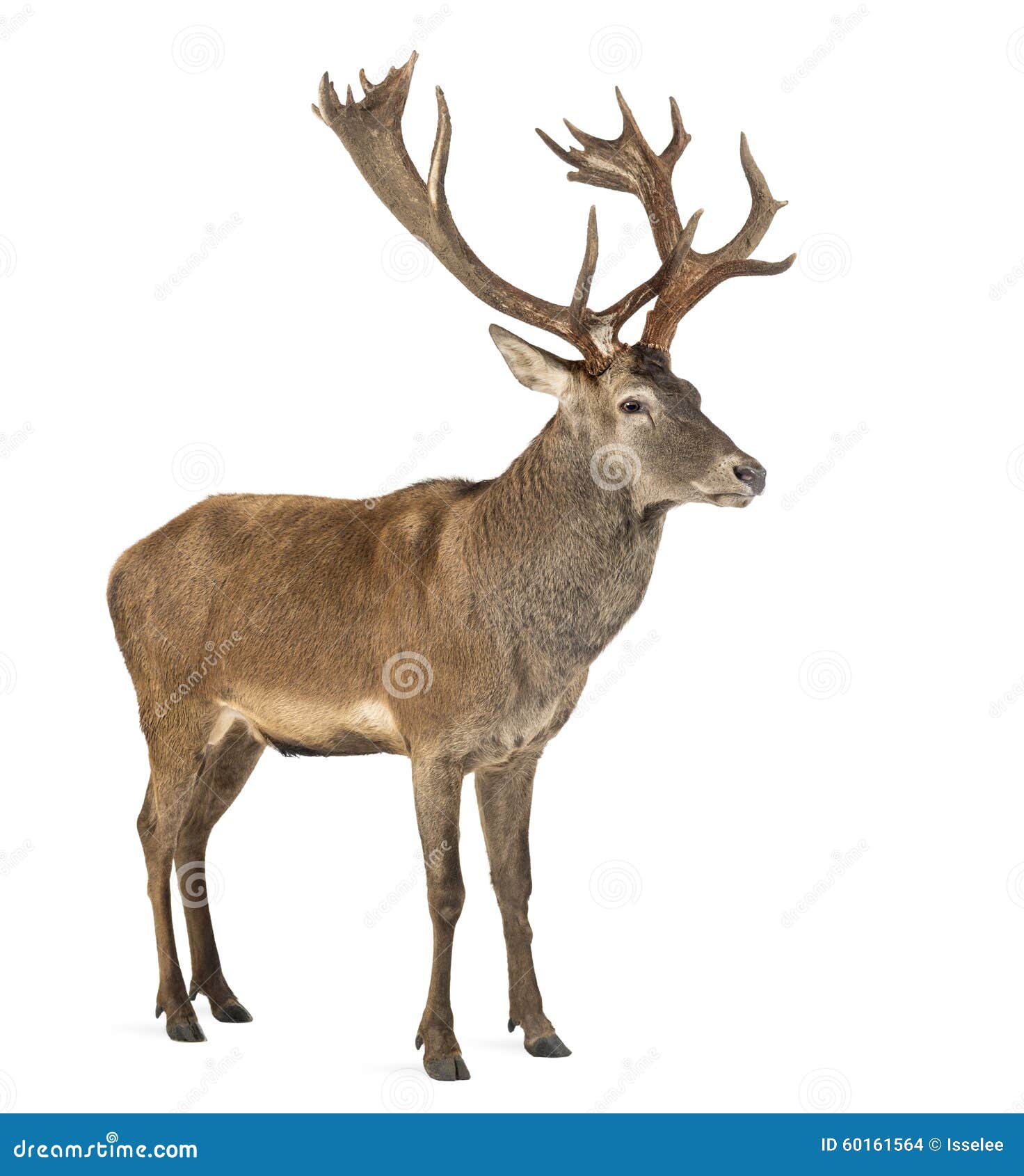 Red deer stag stock photo. Image of looking, animal, wildlife - 60161564