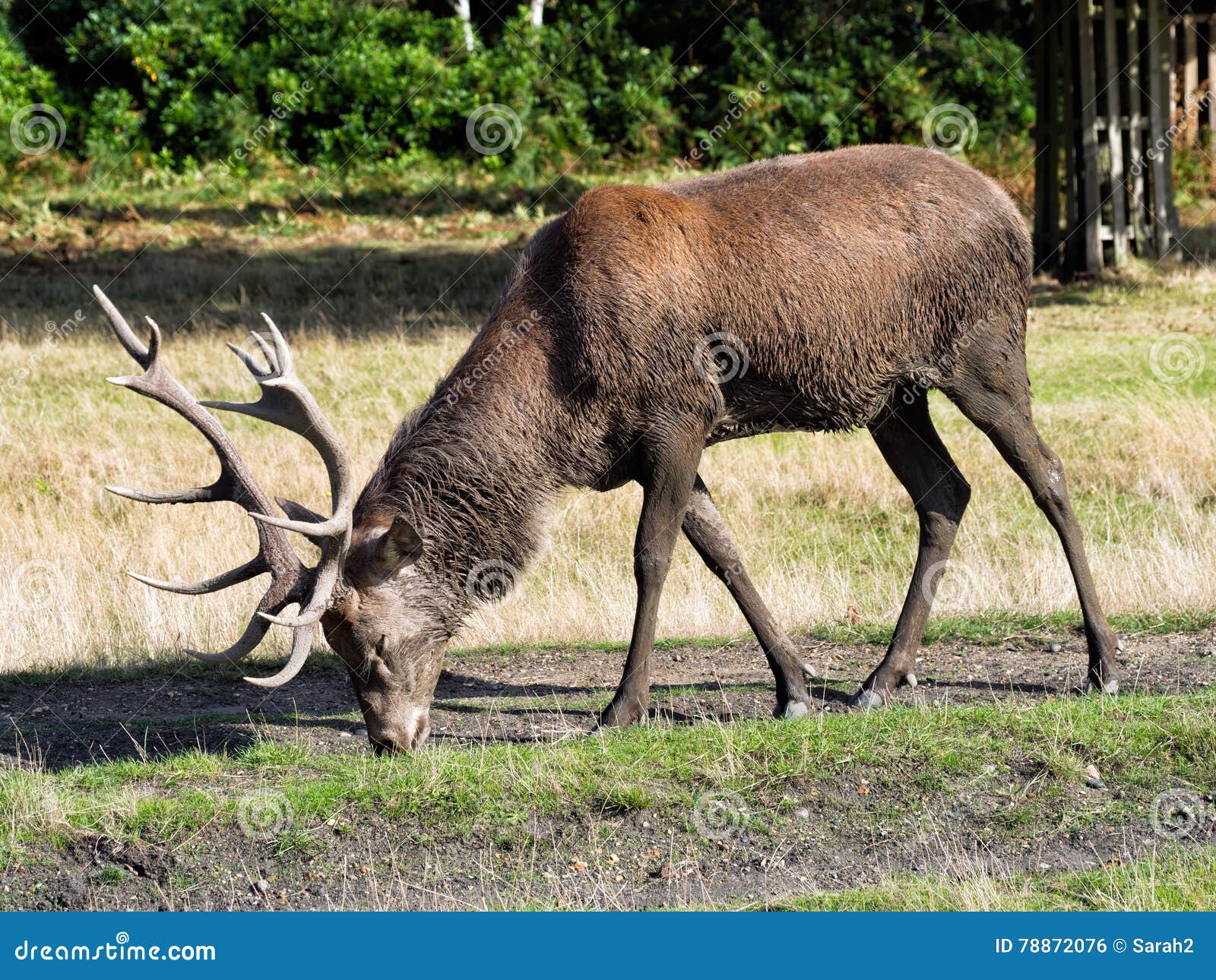 Red Deer Stag, Grazing. Cervus Elaphus Stock Photo - Image of stag ...
