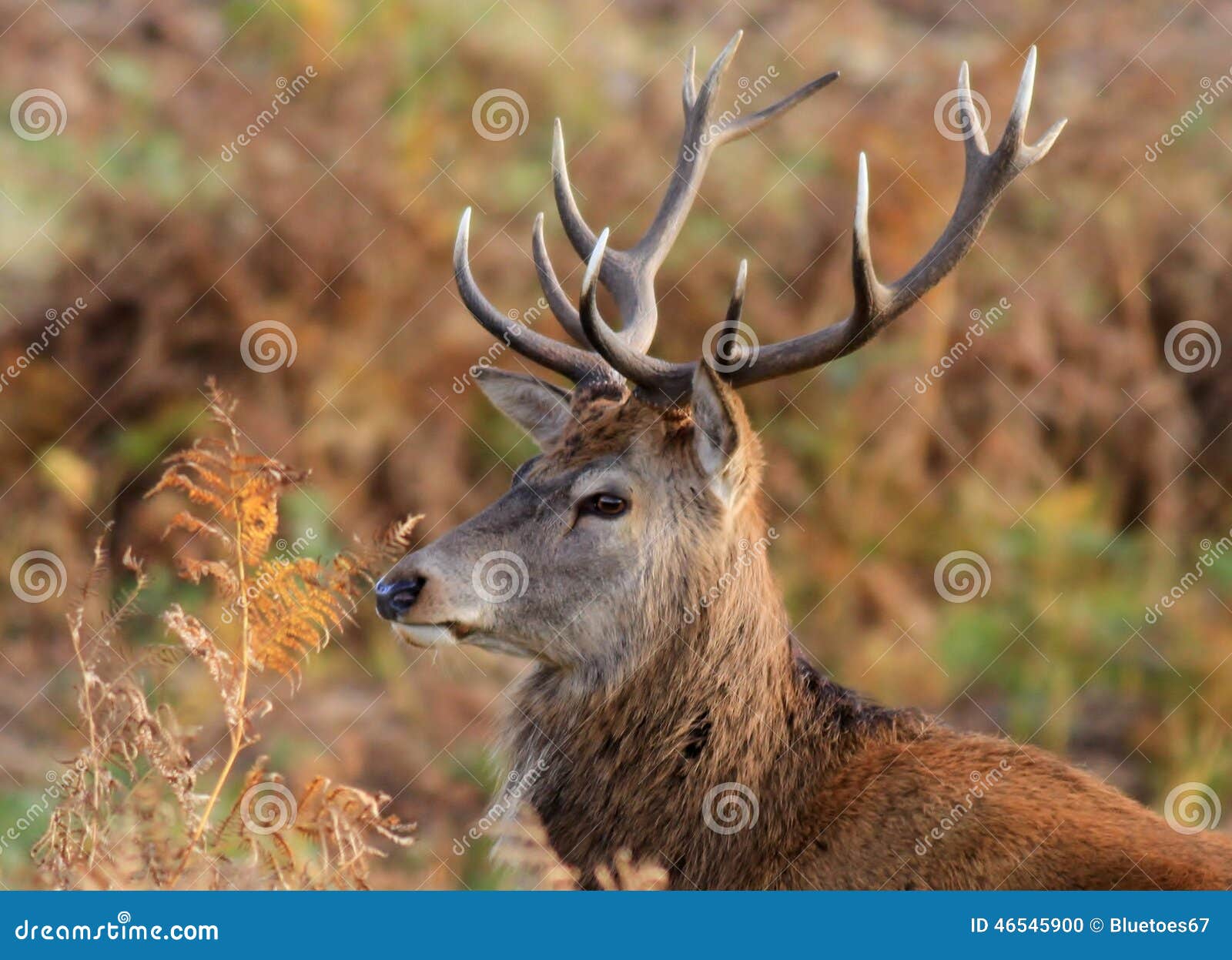 Red Deer Stag stock photo. Image of elaphus, natural - 46545900