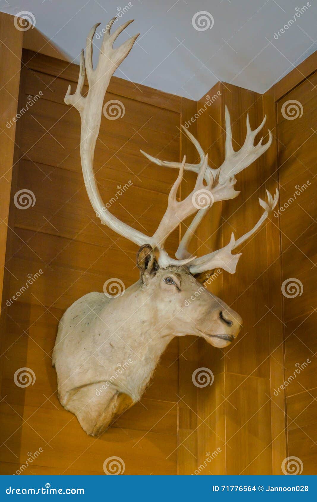 Red deer stag head. stock photo. Image of white, headshot - 71776564