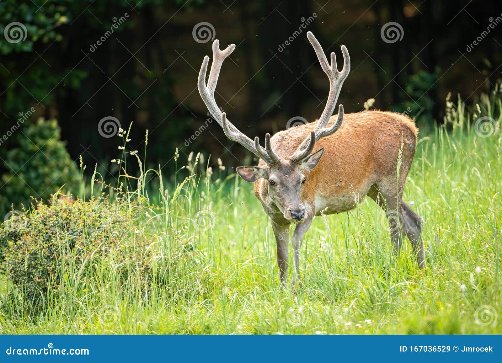 Red Deer Stag with Head Down Facing Camera in Springtime Stock Image ...