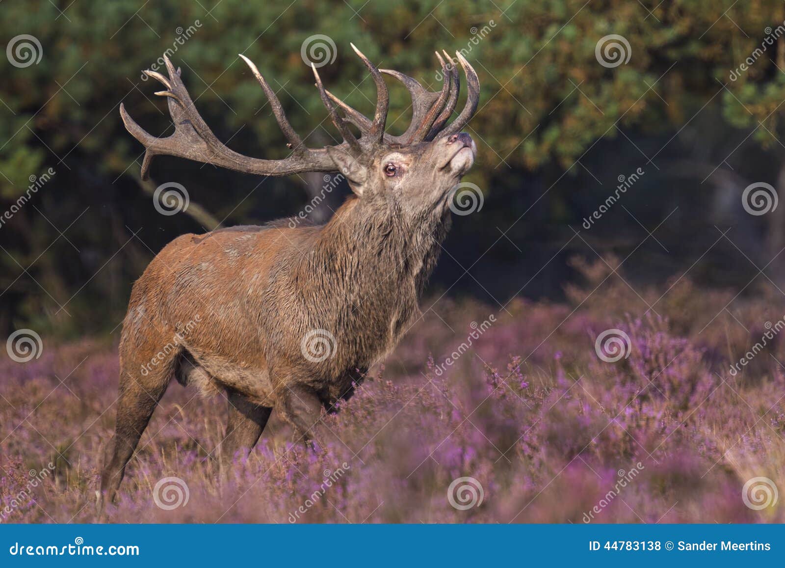 Red deer stag stock photo. Image of stag, flowers, edelhert - 44783138