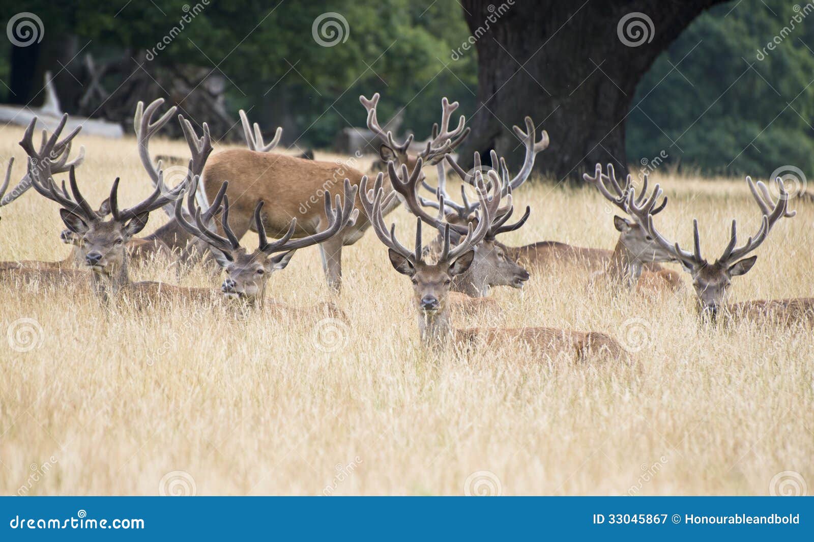 Red Deer Stag Herd in Summer Field Landscape Stock Image - Image of ...