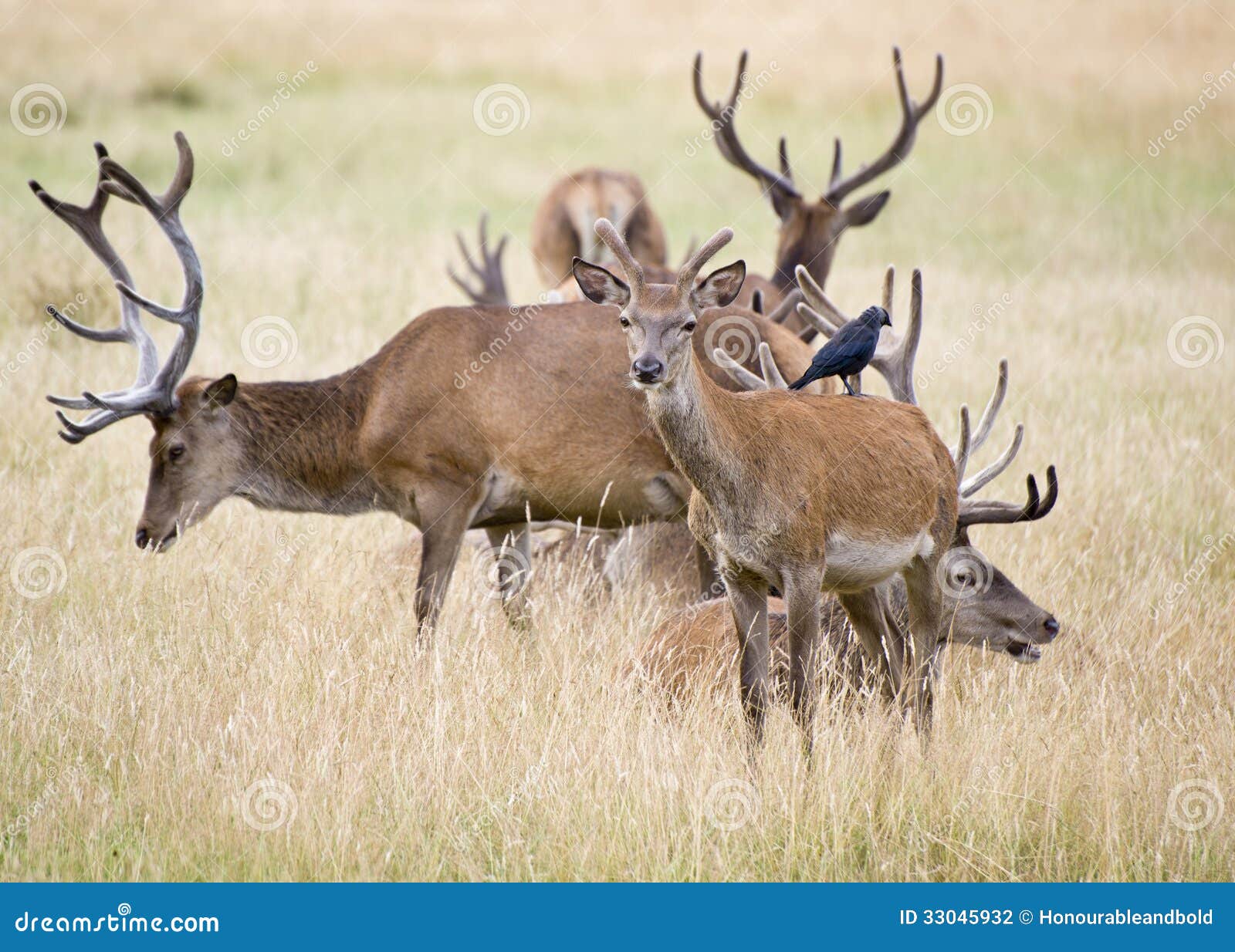 Red Deer Stag Herd in Summer Field Landscape Stock Photo - Image of ...