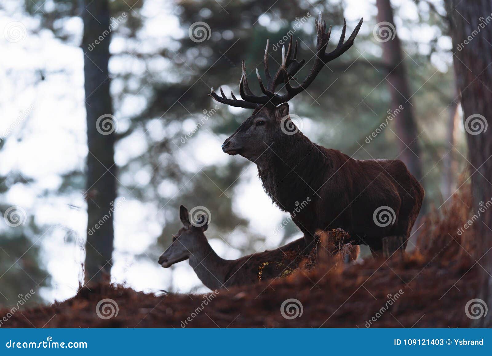 Red Deer Stag with Hind in a Misty Autumn Forest. Stock Image - Image ...