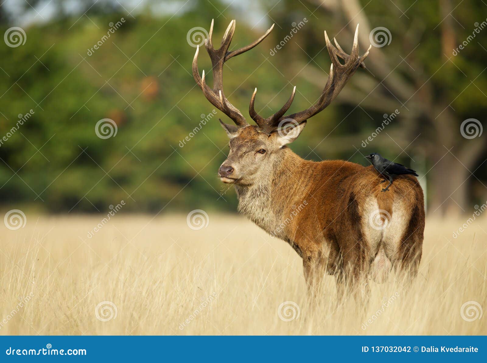Red Deer Stag with a Jackdaw Sitting on the Back Stock Photo - Image of ...