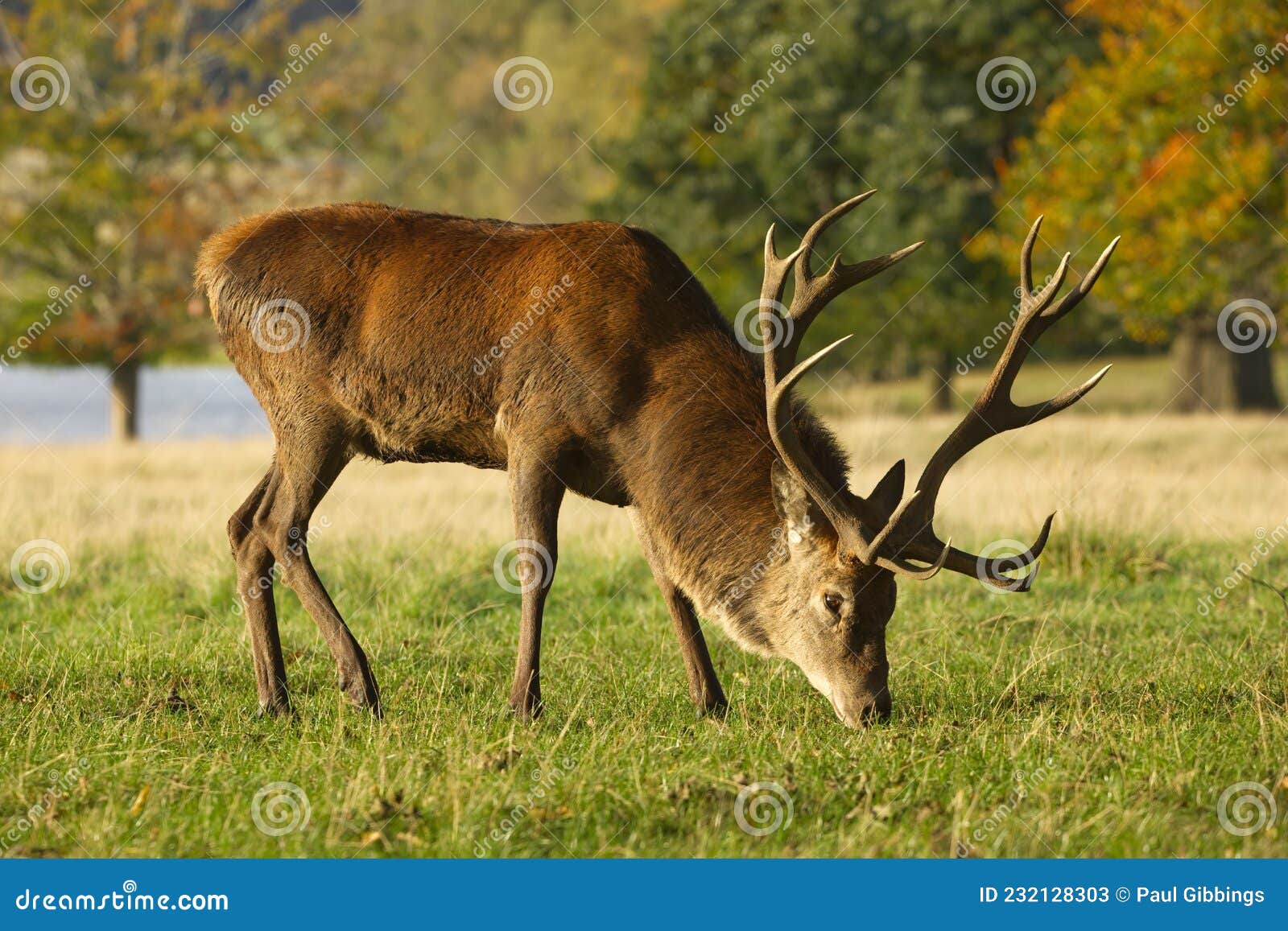 A Red Deer Stag with Large Antlers Facing the Camera Stock Image ...