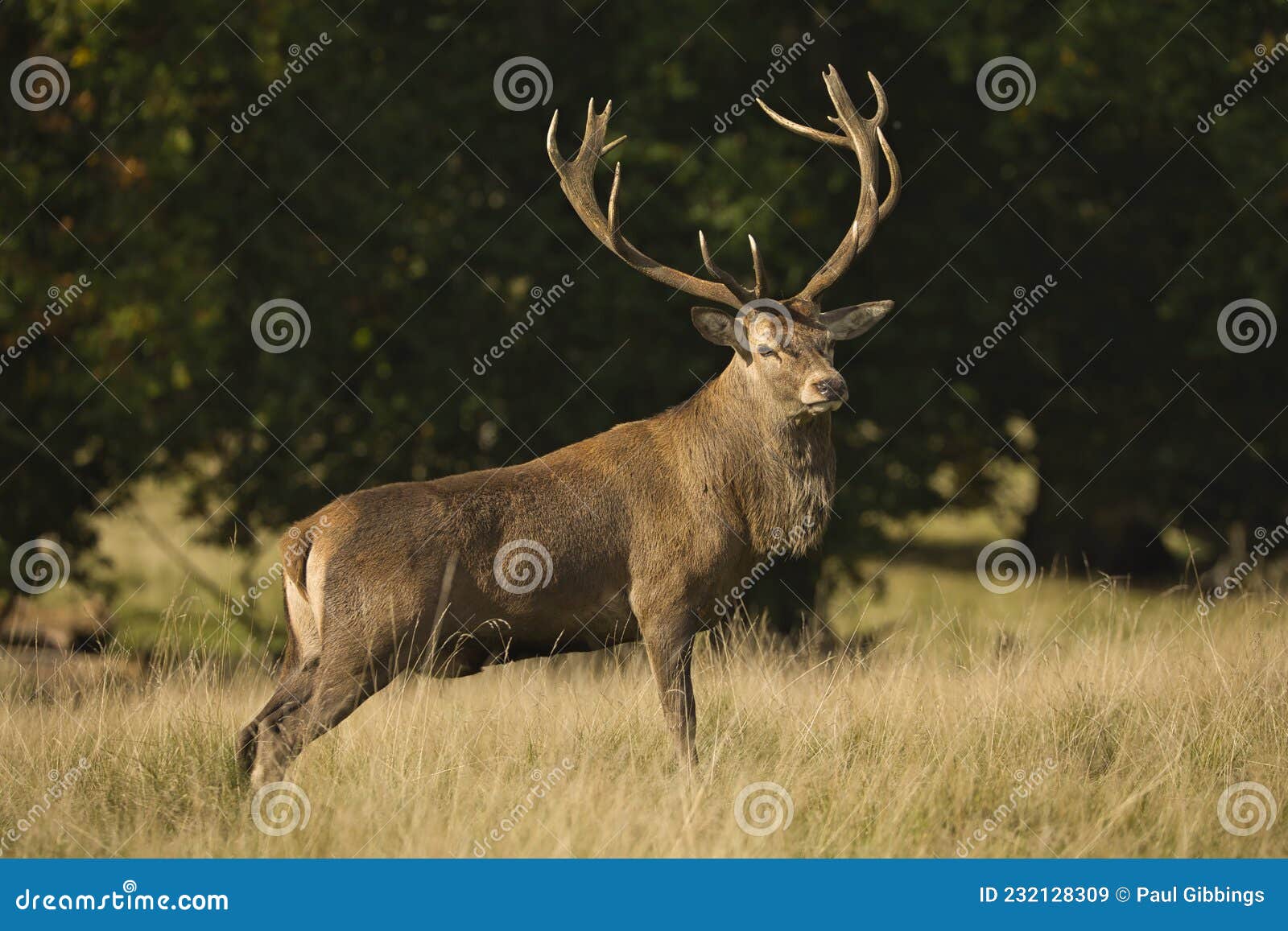 A Red Deer Stag with Large Antlers Facing the Camera Stock Image ...