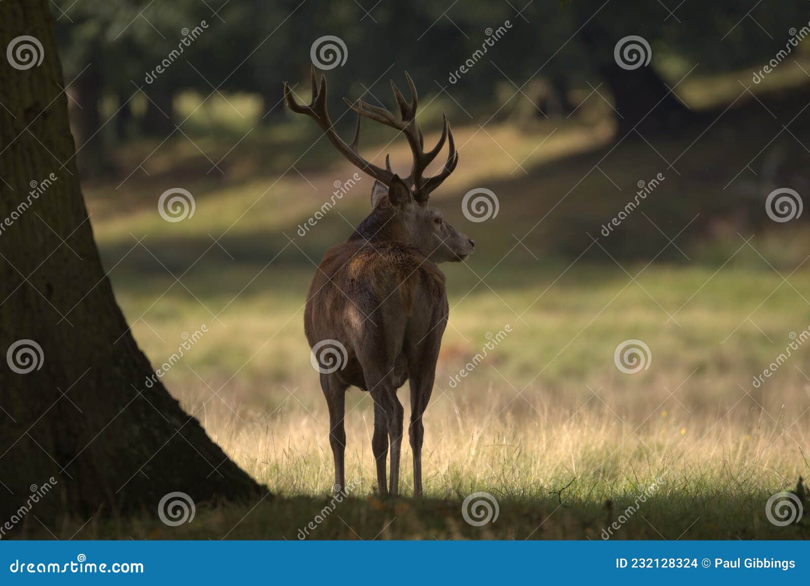 A Red Deer Stag with Large Antlers Standing in the Shade of a Tree ...