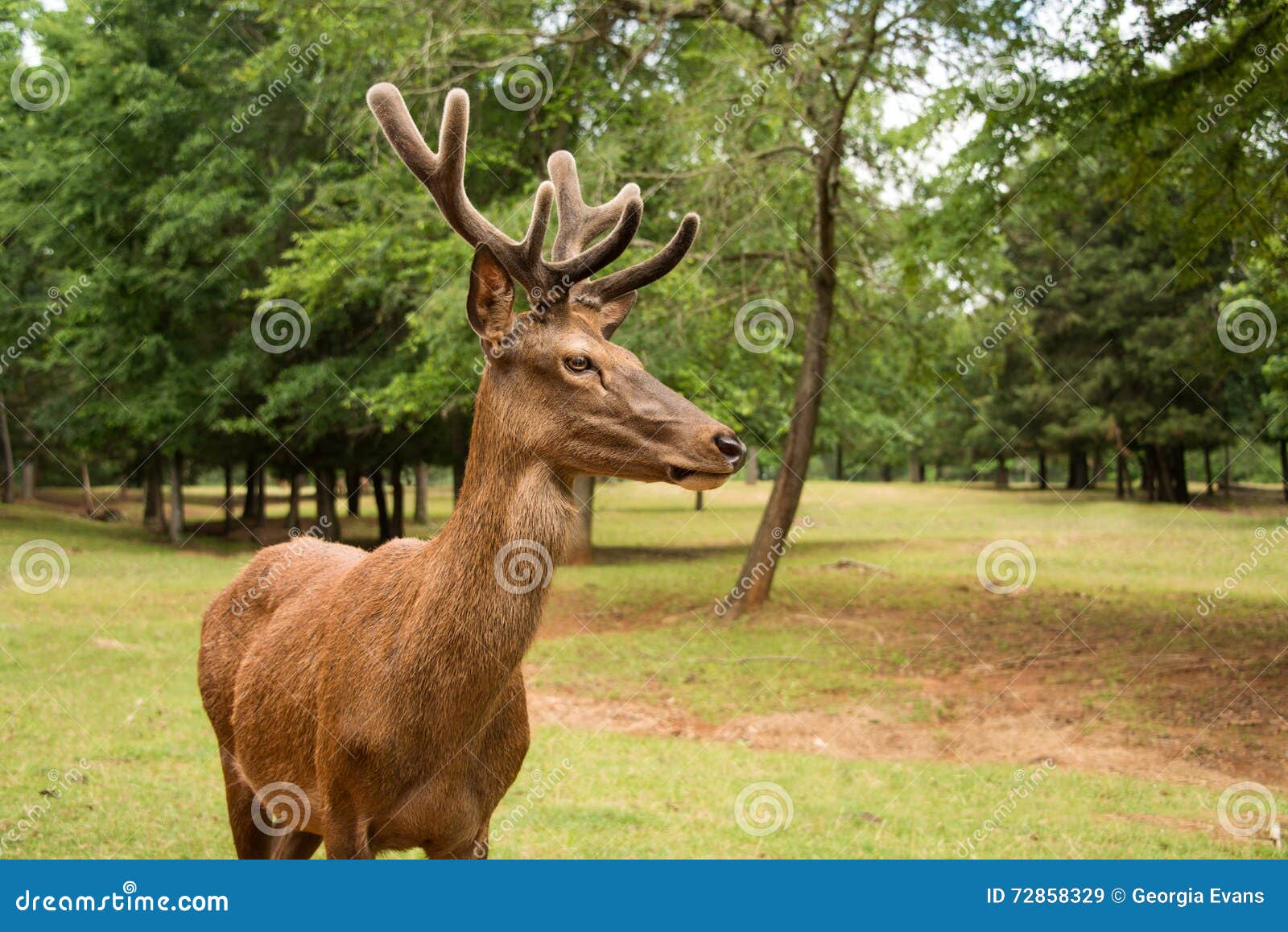 Red Deer Stag with Large Antlers in Velvet Stock Image - Image of buck ...