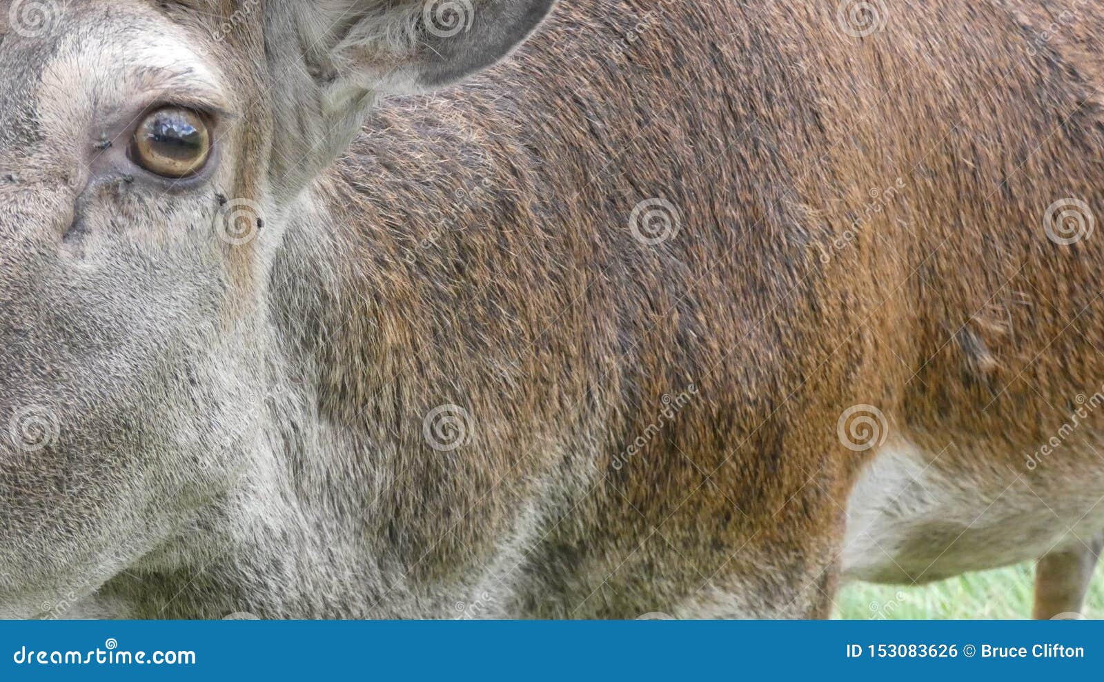 Red Deer Stag Looking into the Camera on a Beautiful Summer Day Stock ...