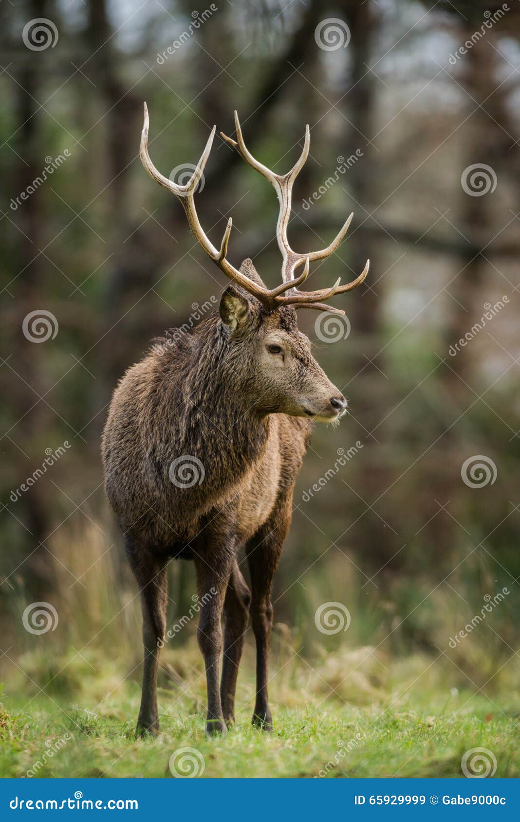 Red Deer Stag Looking Sideways Stock Image - Image of nature, fall ...