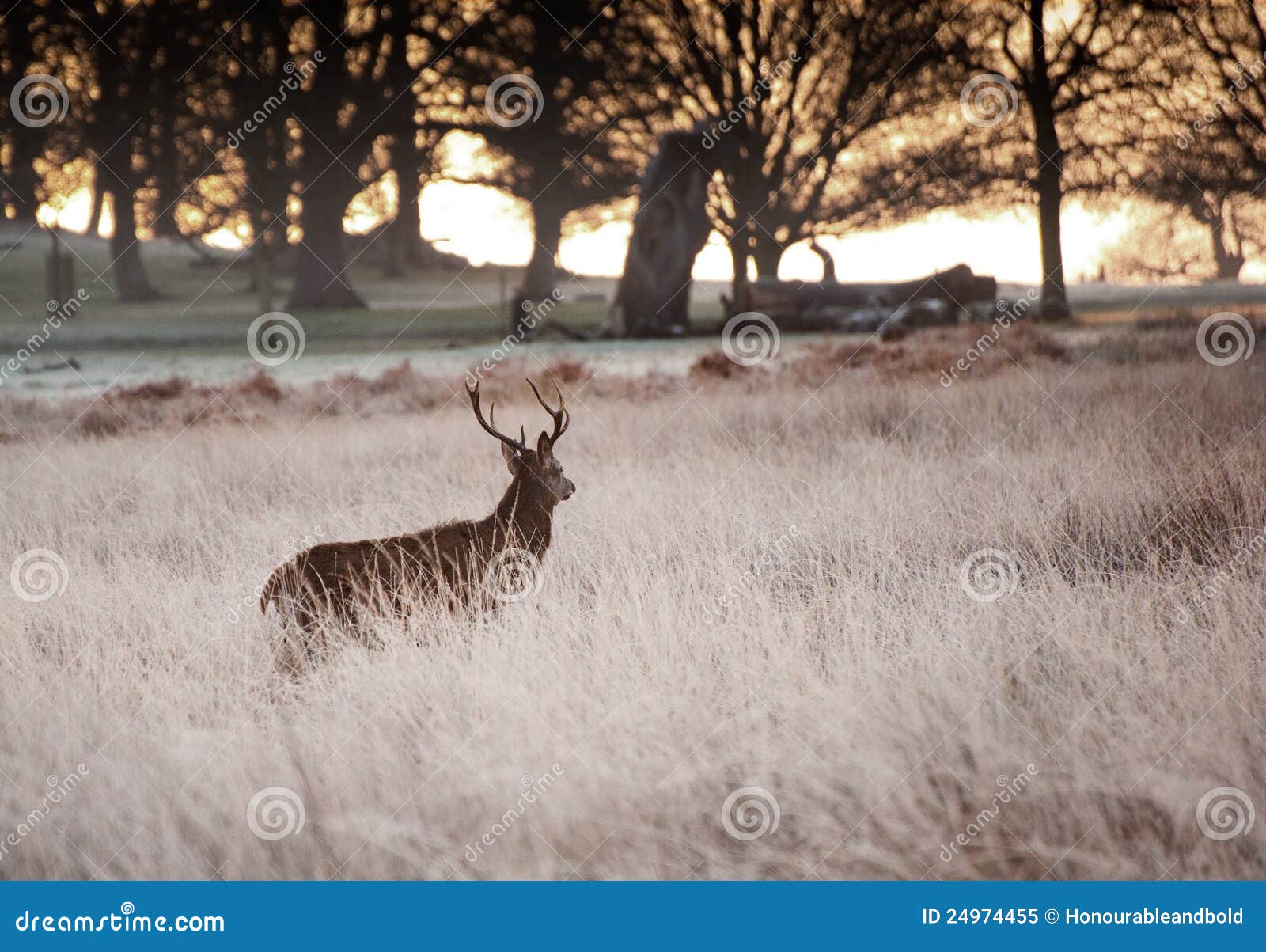 Red Deer Stag Looks into Rising Sun Stock Image - Image of mammal ...