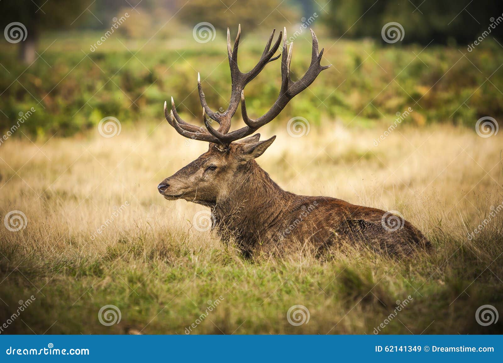Red Deer Stag stock image. Image of stag, largest, forest - 62141349