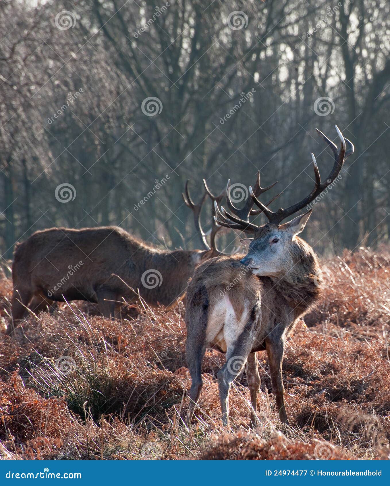 Red Deer Stag Portrait in Forest Landscape Stock Image - Image of coat ...