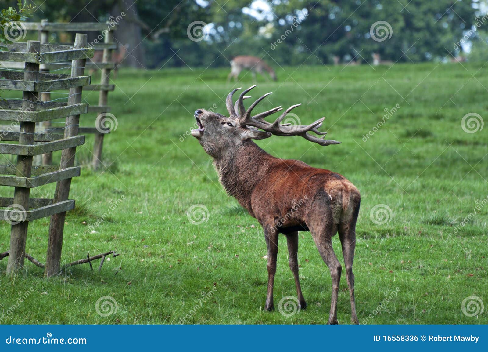 Red Deer Stag Ready for Rutting Stock Photo - Image of antler, rutting ...