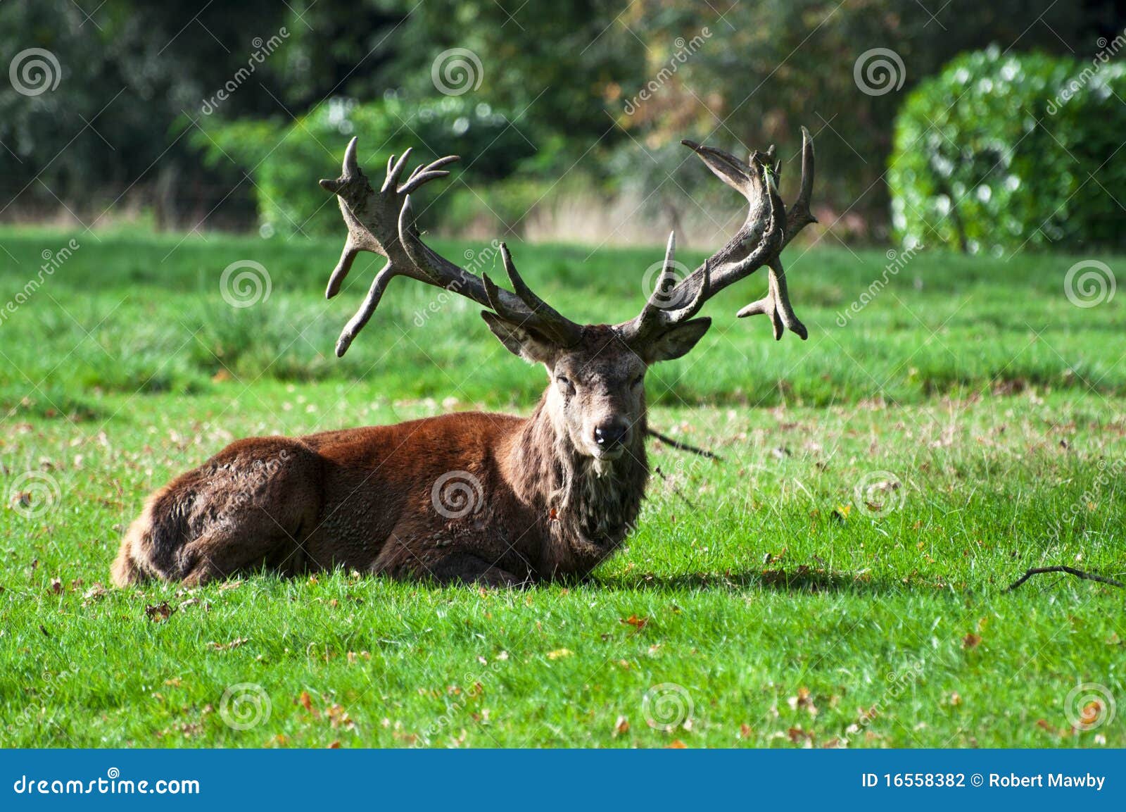 Red Deer Stag at Rest stock photo. Image of venison, stag - 16558382