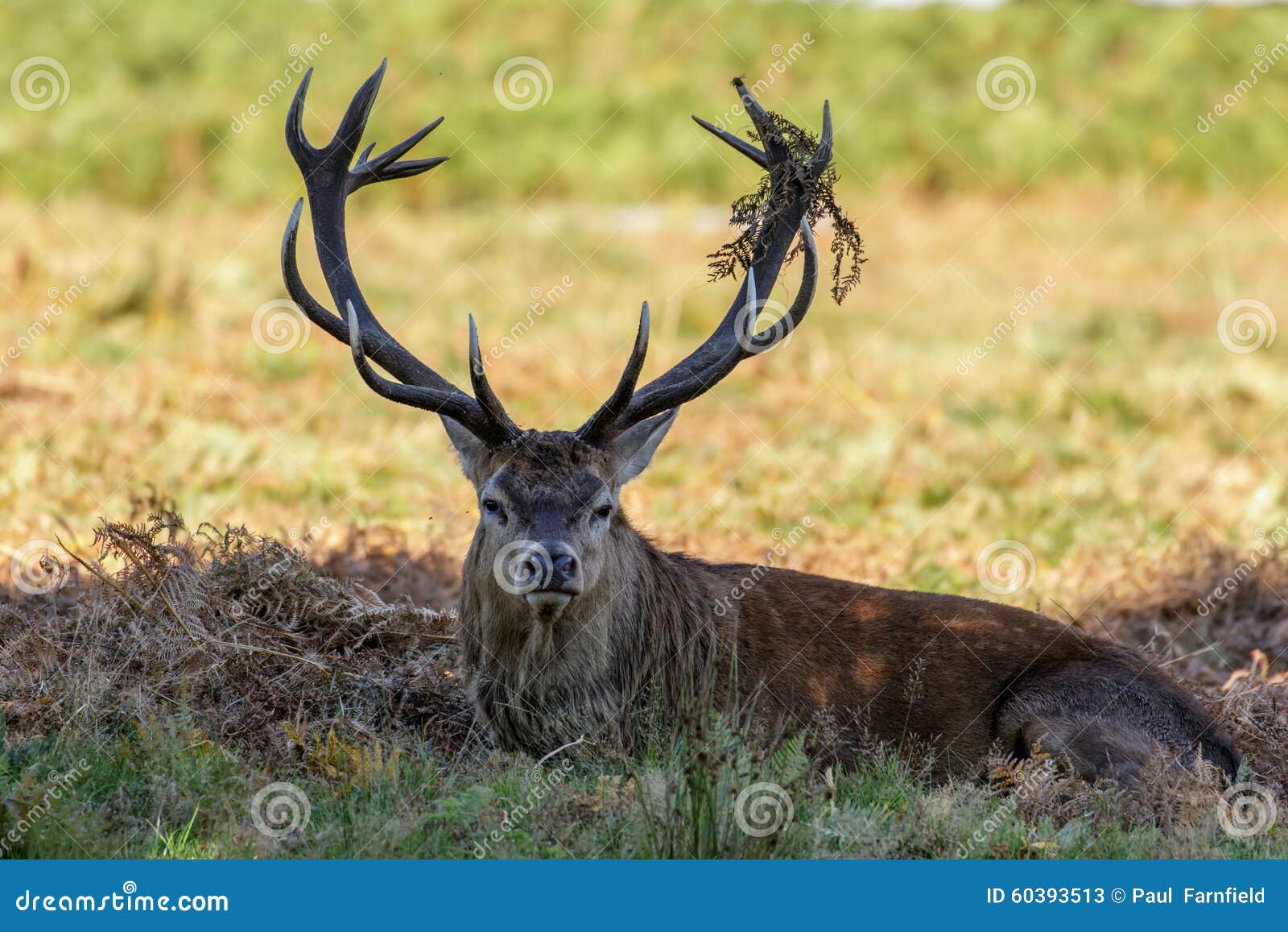 Red Deer stag stock image. Image of hart, mammal, stag - 60393513