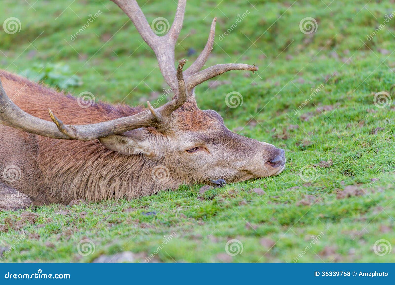 1,795 Stag Resting Stock Photos - Free & Royalty-Free Stock Photos from ...