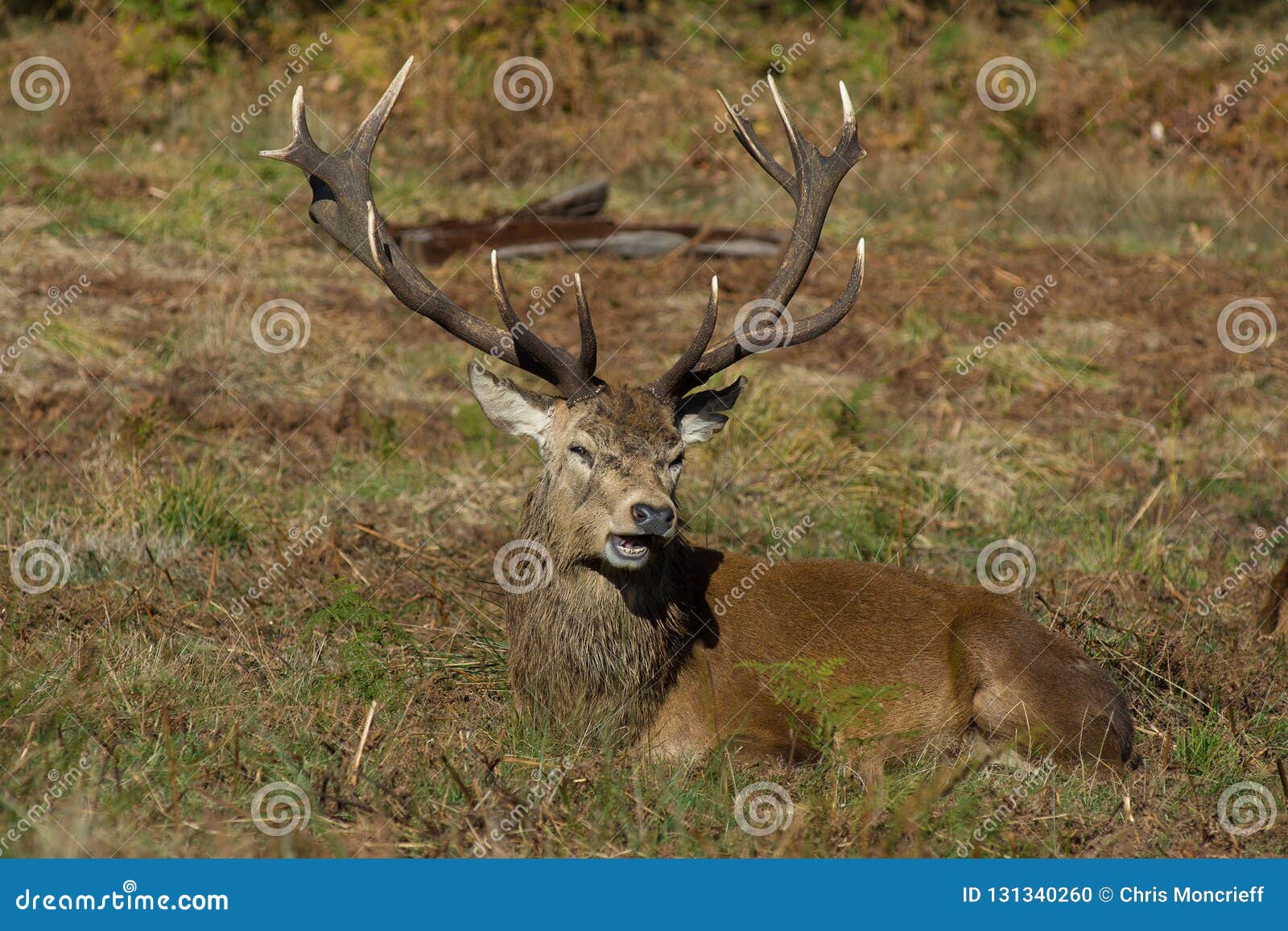 Red Deer stag Resting stock photo. Image of horns, natures - 131340260