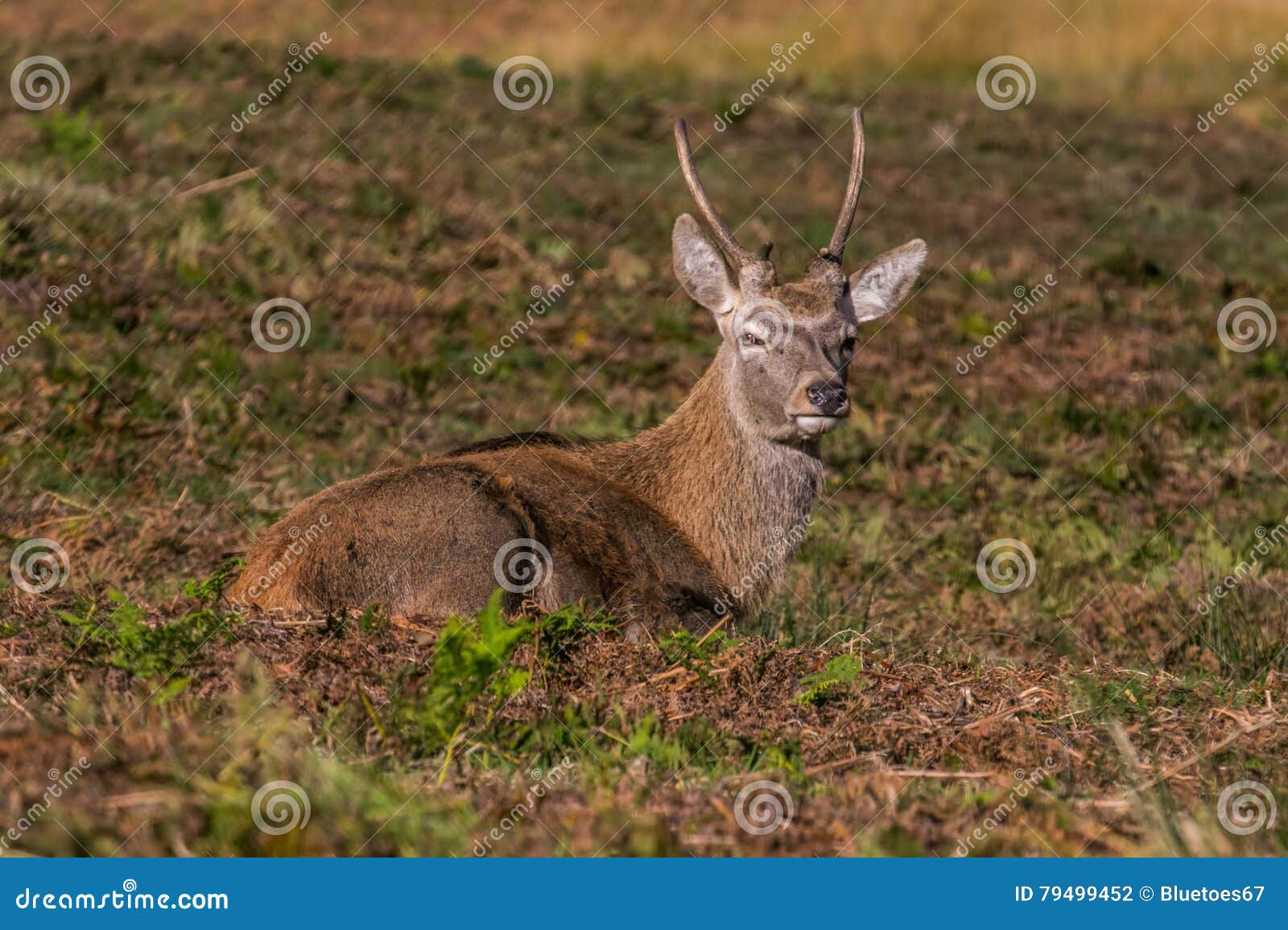 Red Deer Stag resting stock photo. Image of horns, male - 79499452